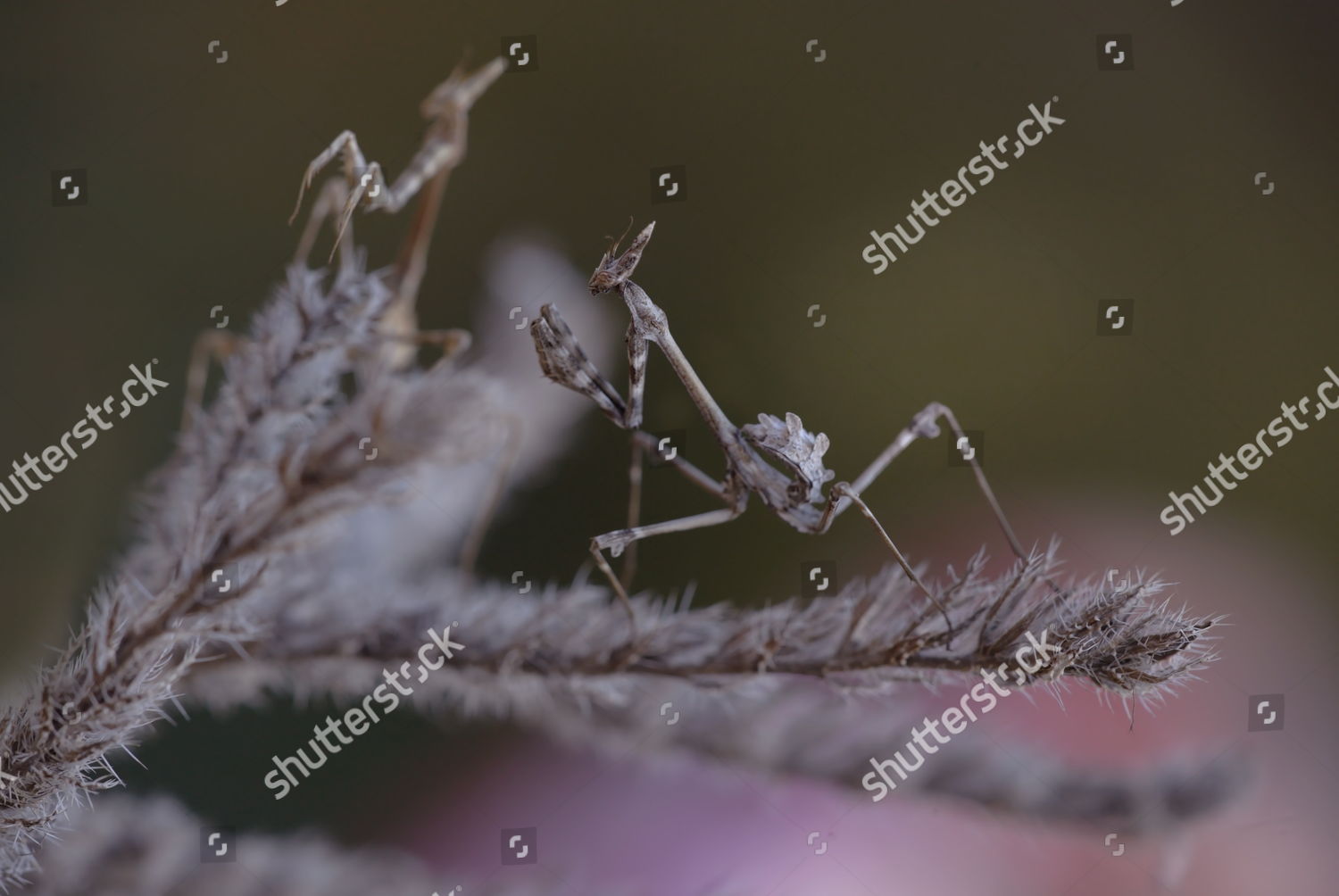 Praying Mantises Fighting Editorial Stock Photo - Stock Image ...