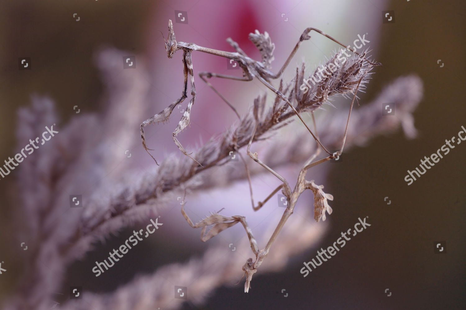 Praying Mantises Fighting Editorial Stock Photo - Stock Image ...