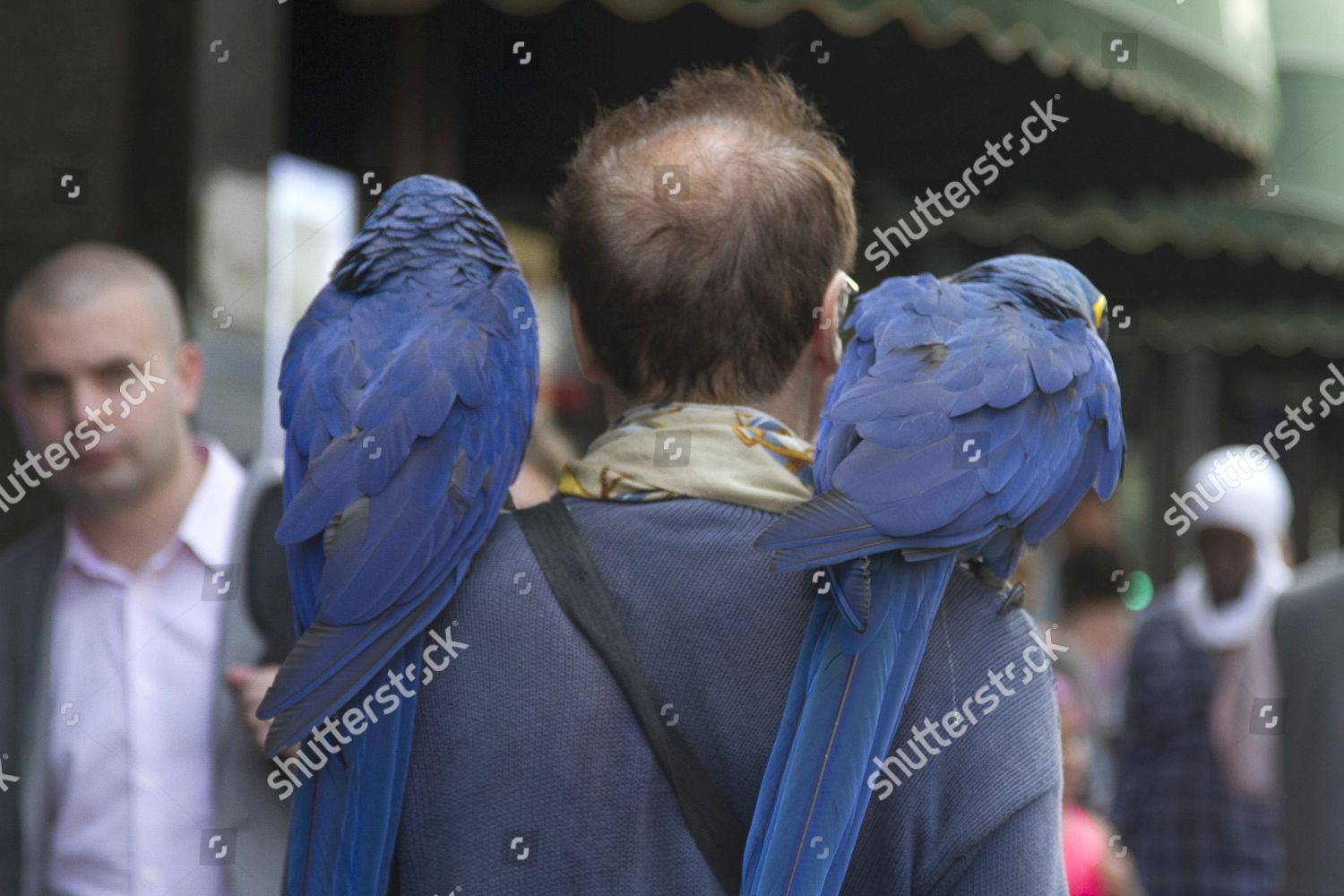 Man Two Hyacinth Macaws On His Editorial Stock Photo - Stock Image ...