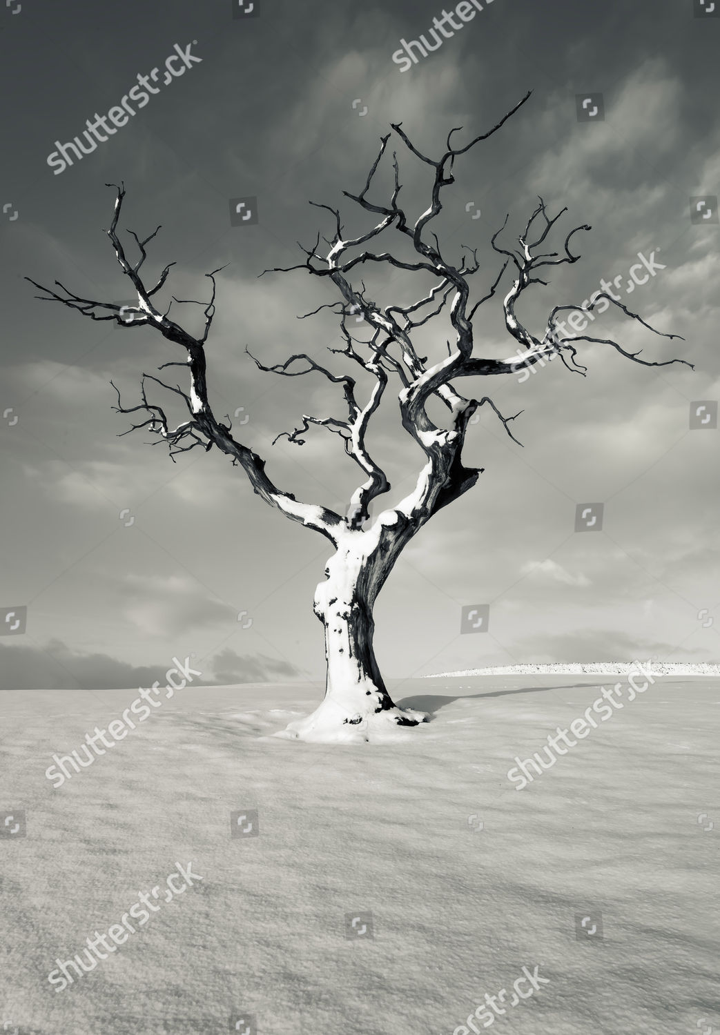 Lone Tree High Above Eden Valley Editorial Stock Photo - Stock Image ...