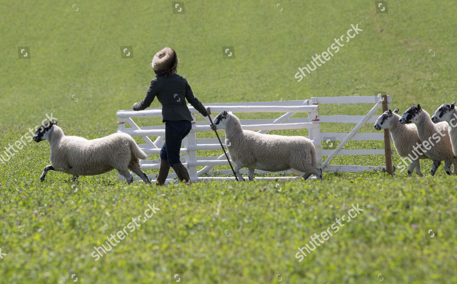 Shepherdess Katy Cropper Taking Part Brace Editorial Stock Photo ...