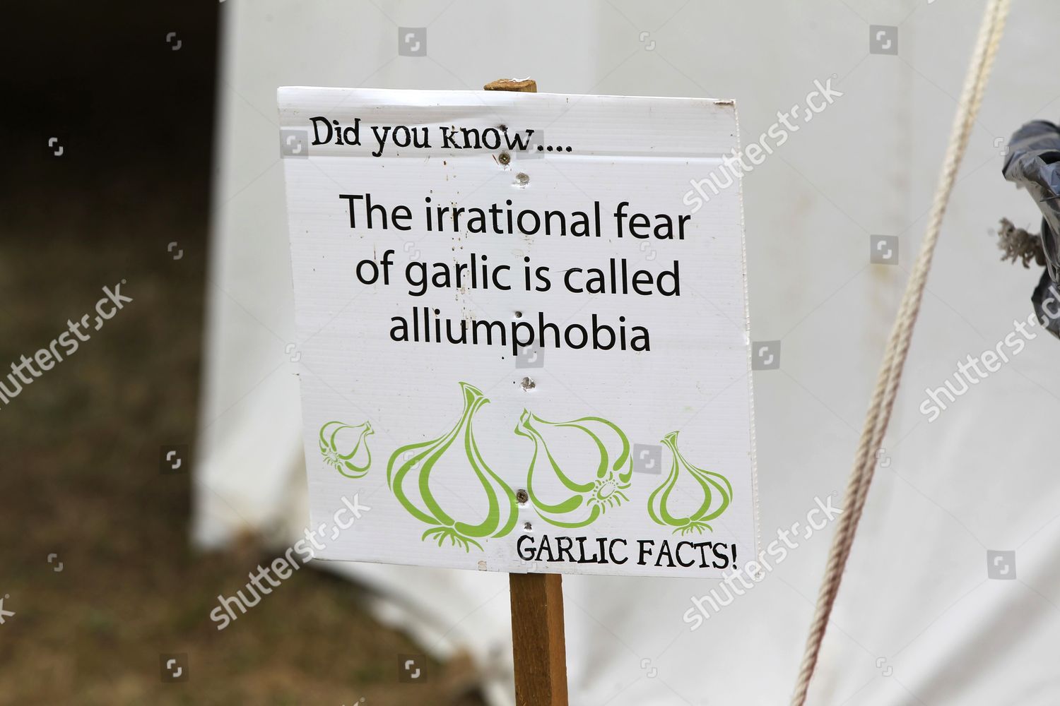 Facts About Garlic Editorial Stock Photo - Stock Image | Shutterstock