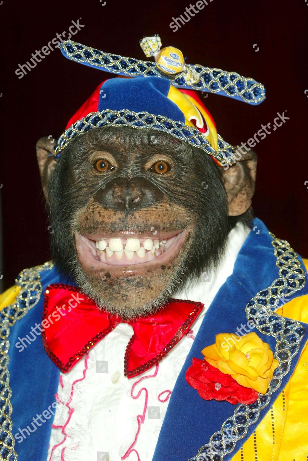 Winner Monkey Jacob Hollywood Animals Designer Editorial Stock Photo ...