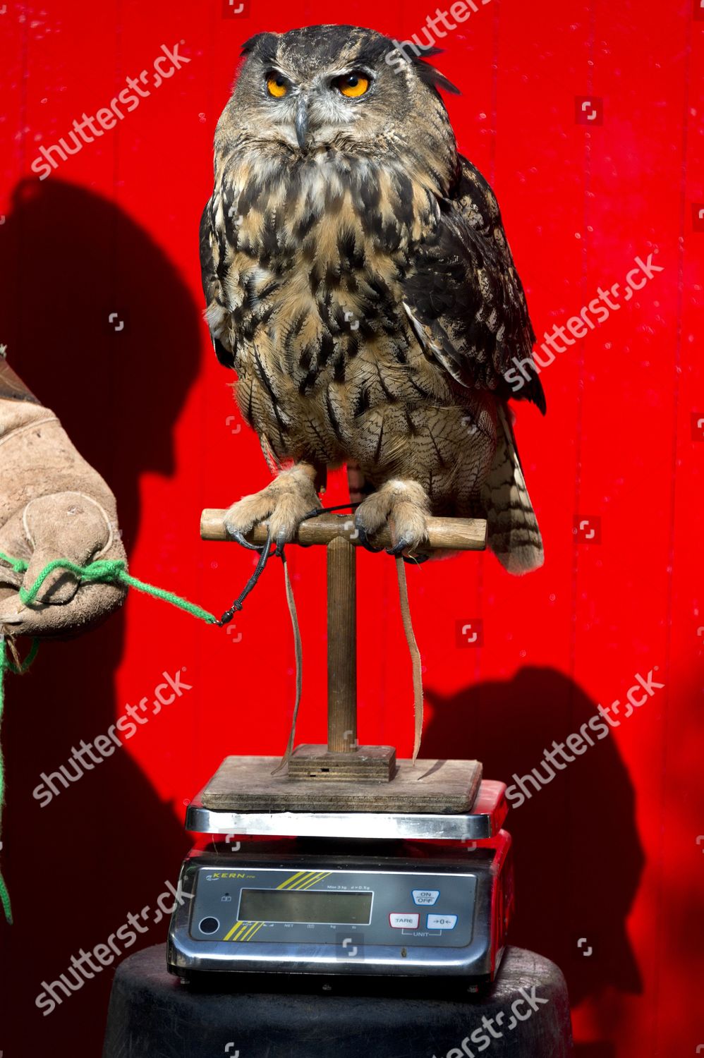Eagle Owl Named Max Weighing 19 Editorial Stock Photo - Stock Image ...