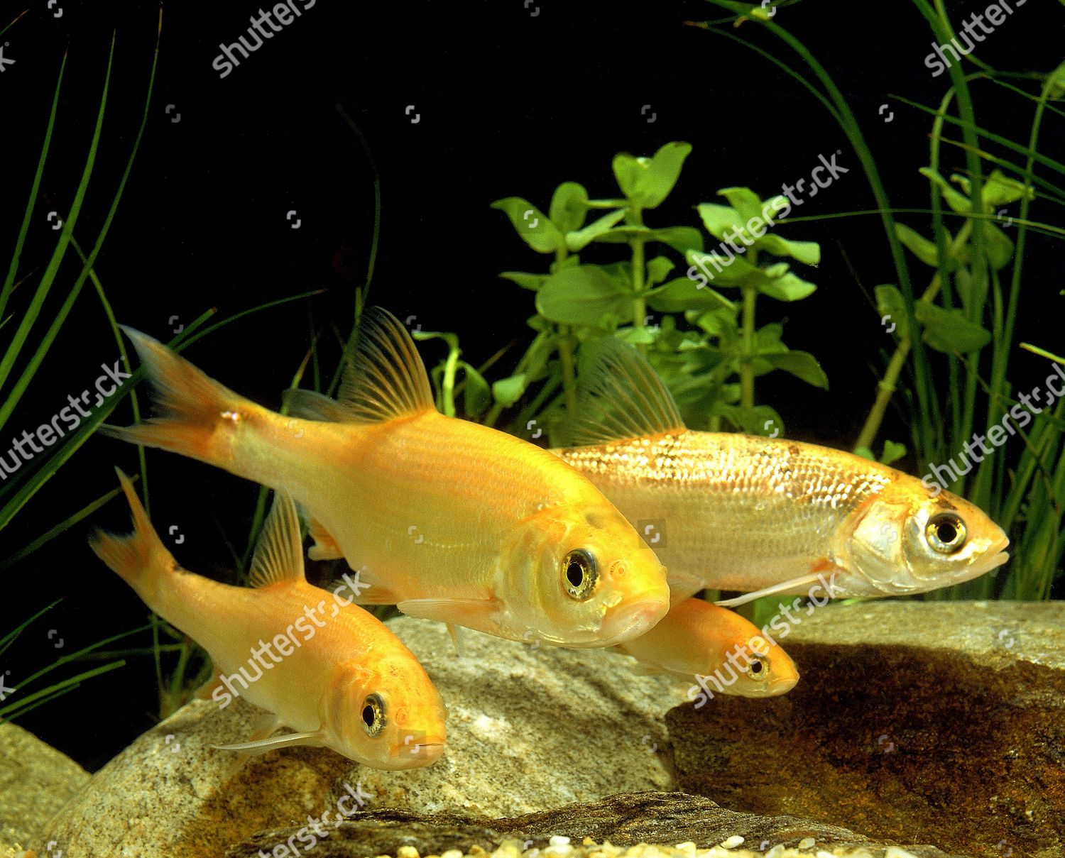 Golden Orfe Leuciscus Idus Editorial Stock Photo - Stock Image ...