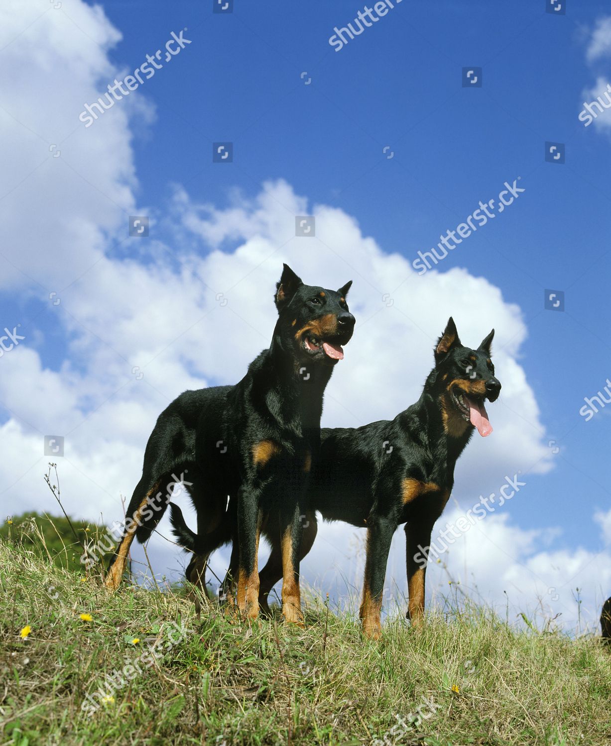 Beauceron Dog Beauce Sheepdog Old Standard Editorial Stock Photo ...