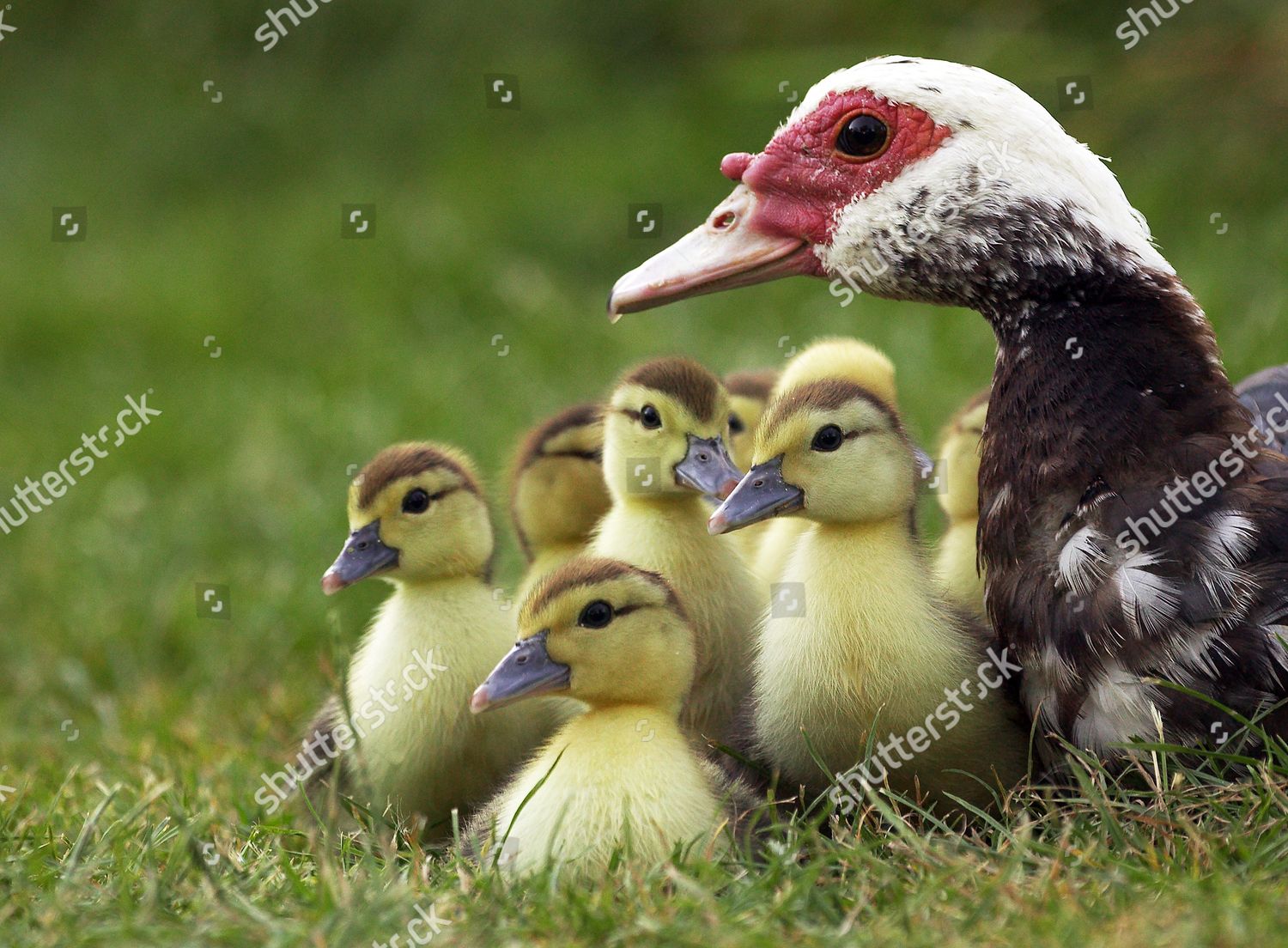 Muskovy Duck Cairina Moschata Mother Ducklings Editorial Stock Photo ...