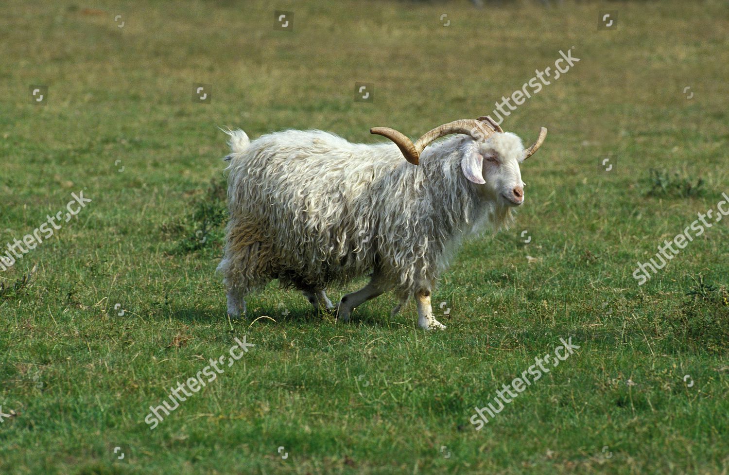 Angora Domestic Billy Goat Breed Producing Editorial Stock Photo ...