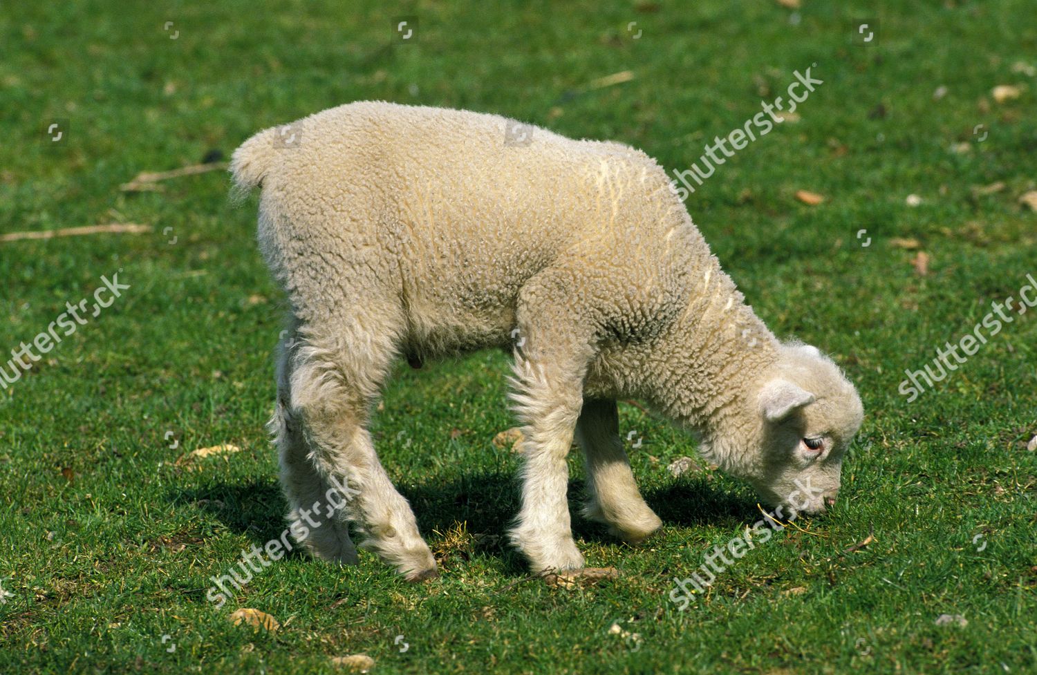 Ile De France Domestic Sheep French Editorial Stock Photo - Stock Image ...