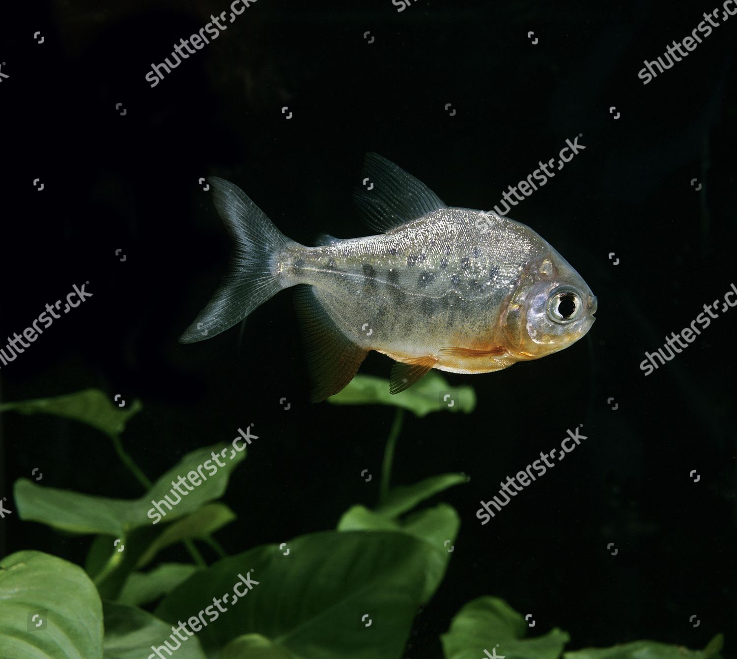 Pacu Fish Colossoma Brachypomum Editorial Stock Photo - Stock Image ...