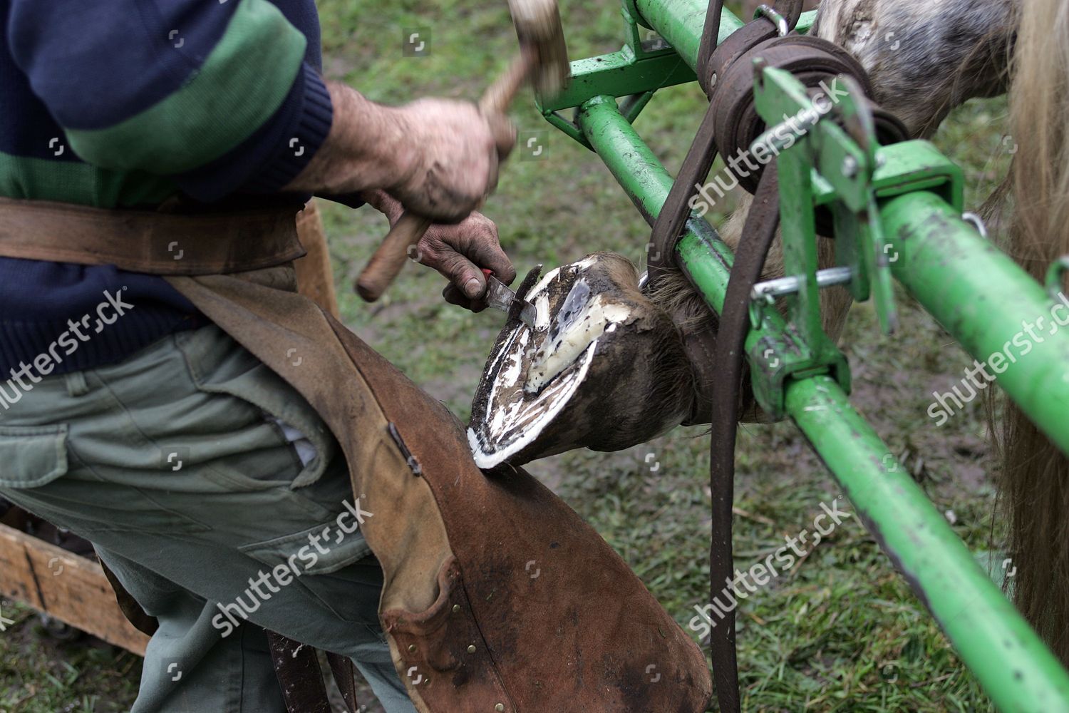 Blacksmith Percheron Horse Trimming Hoof Cutting Editorial Stock Photo ...
