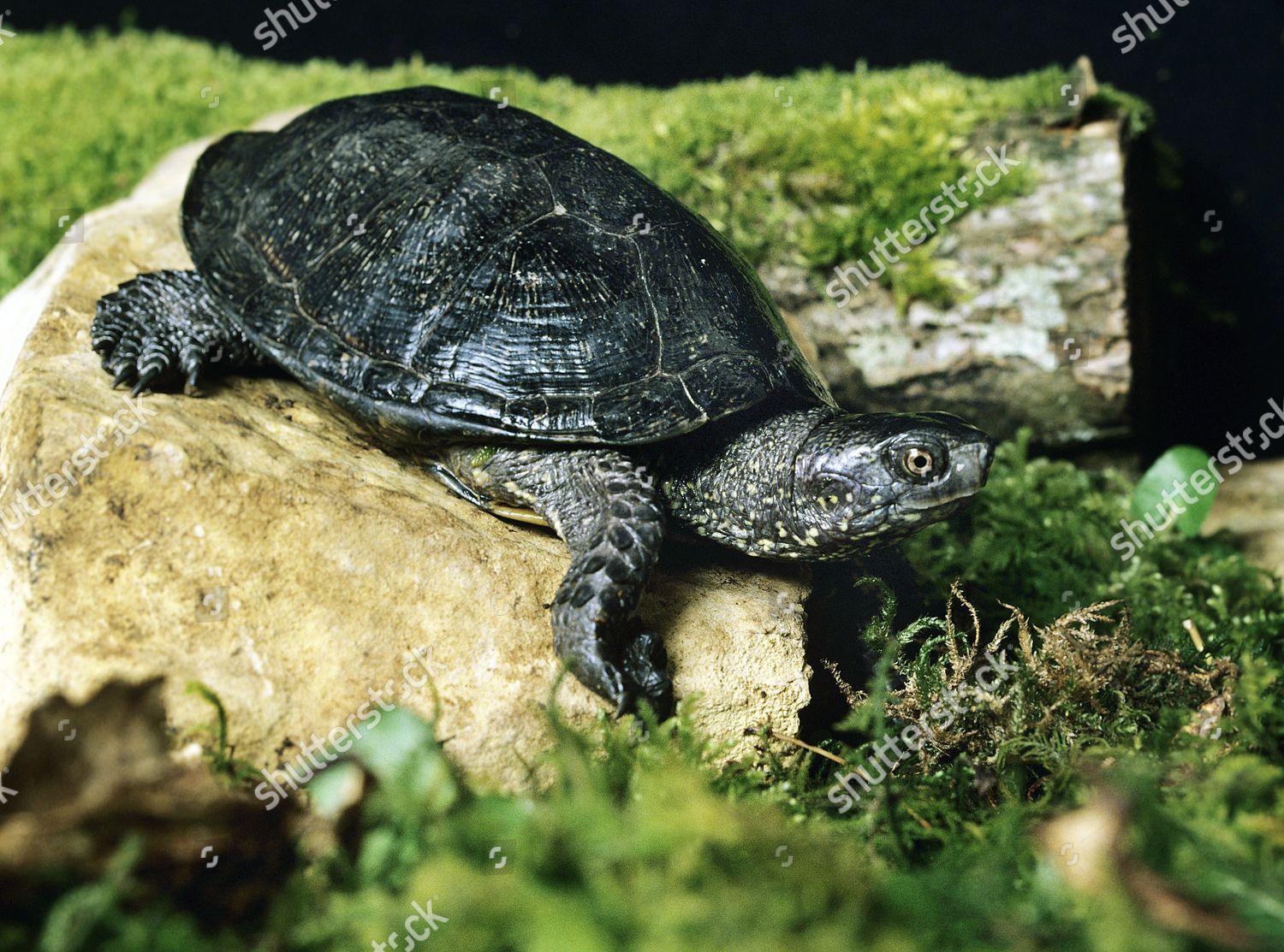 European Pond Turtle Emys Orbicularis Editorial Stock Photo - Stock ...