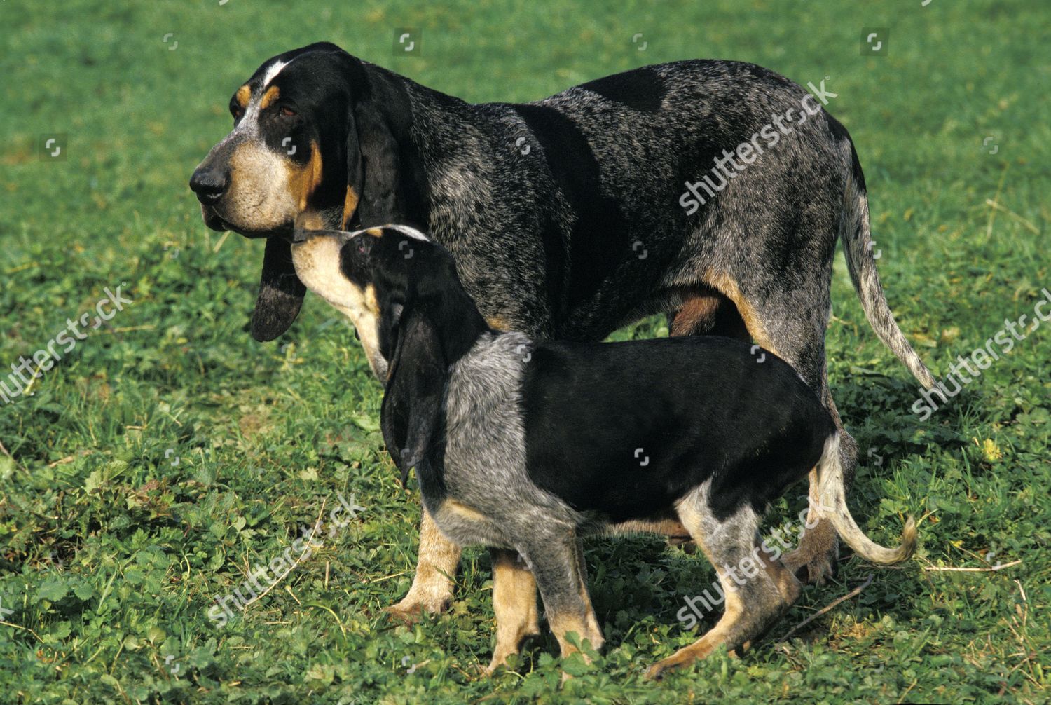 Little Blue Gascony Hound Dog Male Editorial Stock Photo - Stock Image ...