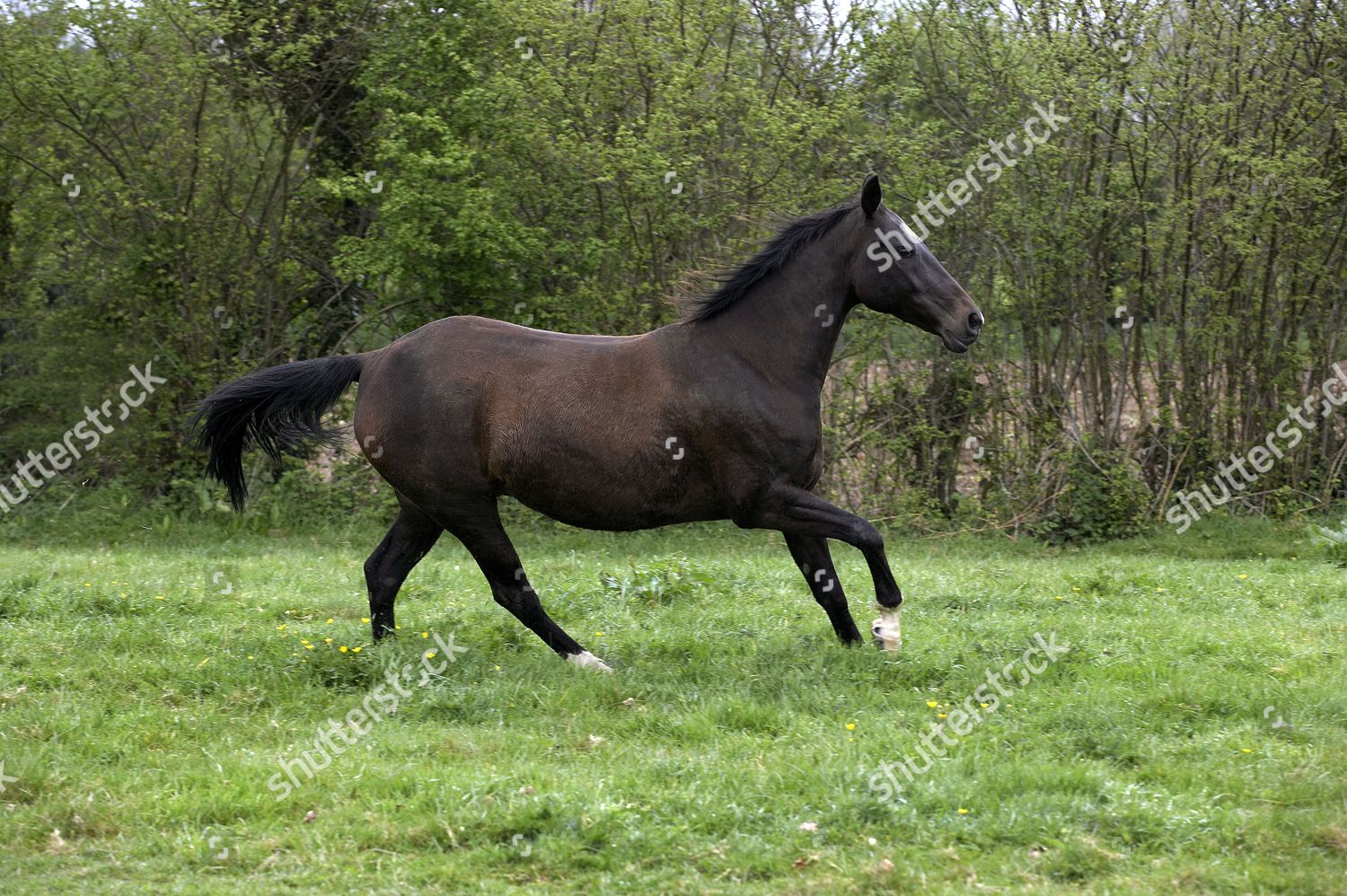 Akhal Teke Horse Breed Turkmenistan Mare Editorial Stock Photo - Stock ...