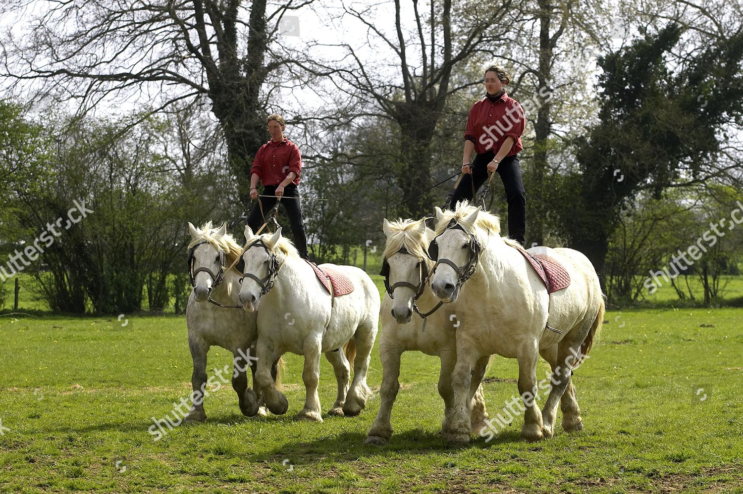 Percheron Draft Horses French Breed Training Editorial Stock Photo ...