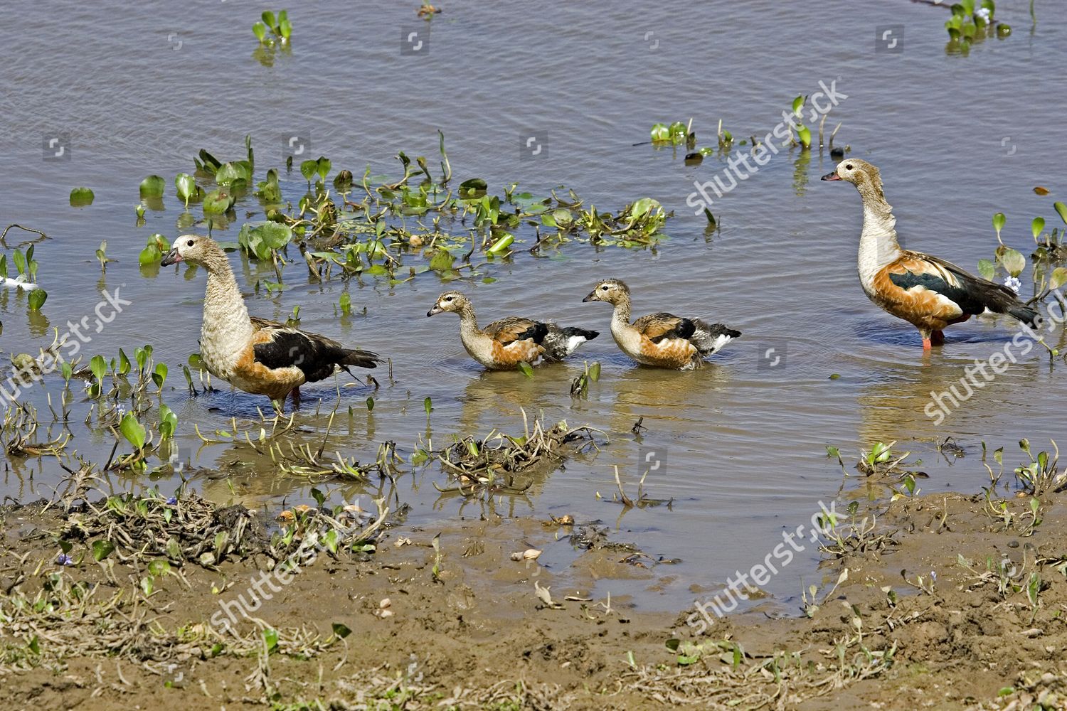 Orinoco Goose Neochen Jubata Pair Chicks Editorial Stock Photo - Stock ...