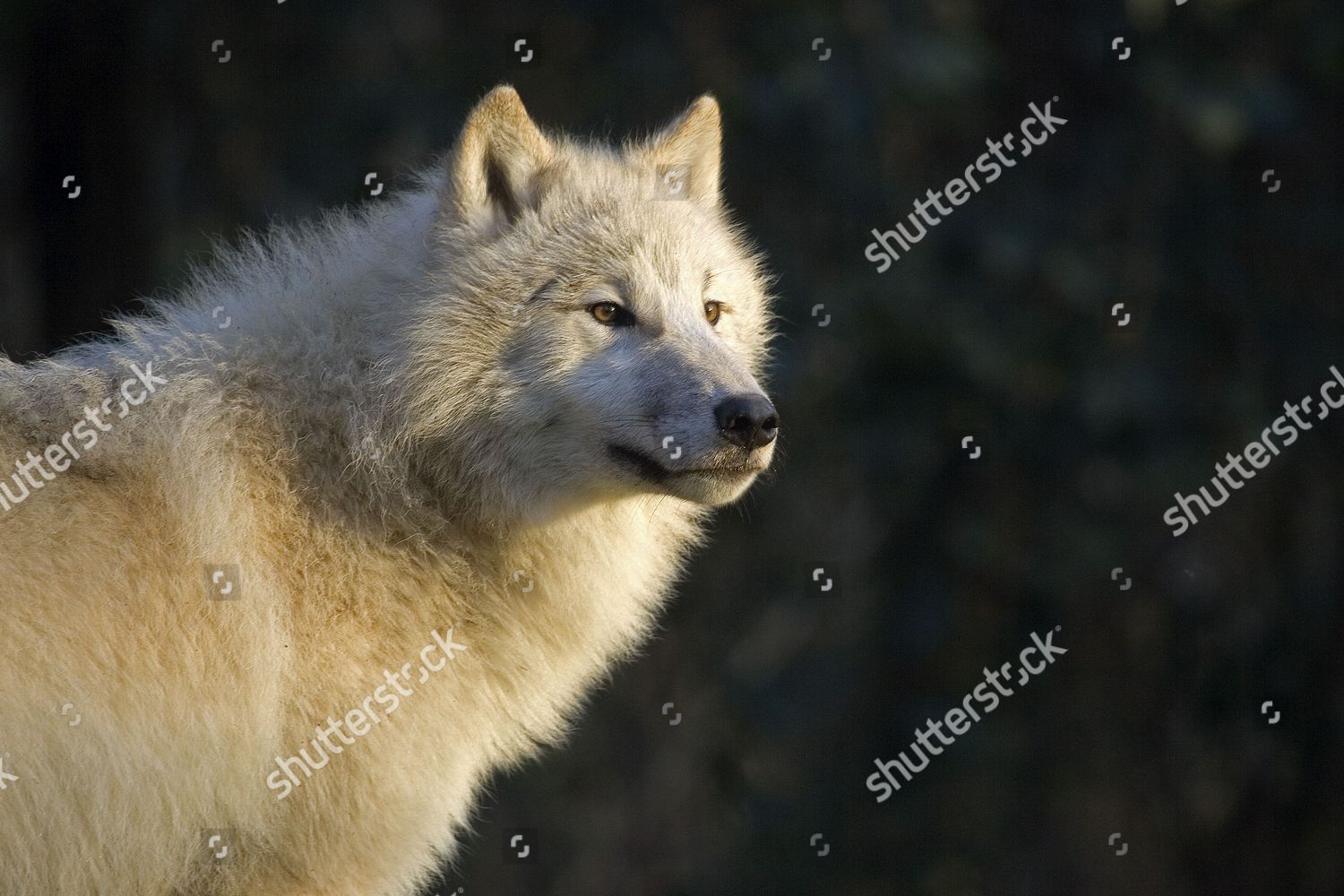 Portrait Arctic Wolf Canis Lupus Tundrarum Editorial Stock Photo ...