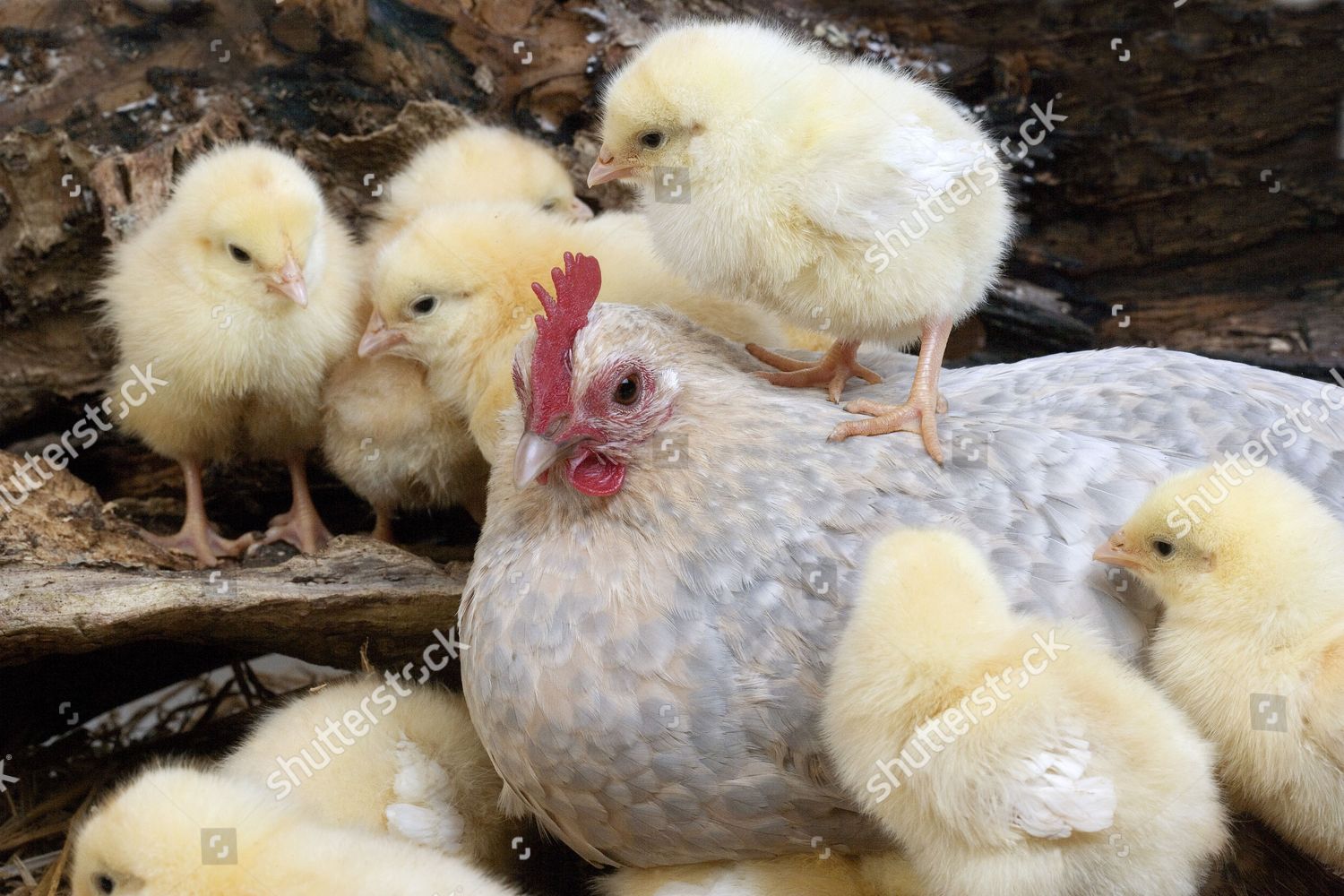 Barbu Duccle Domestic Chicken Breed Belgium Editorial Stock Photo ...