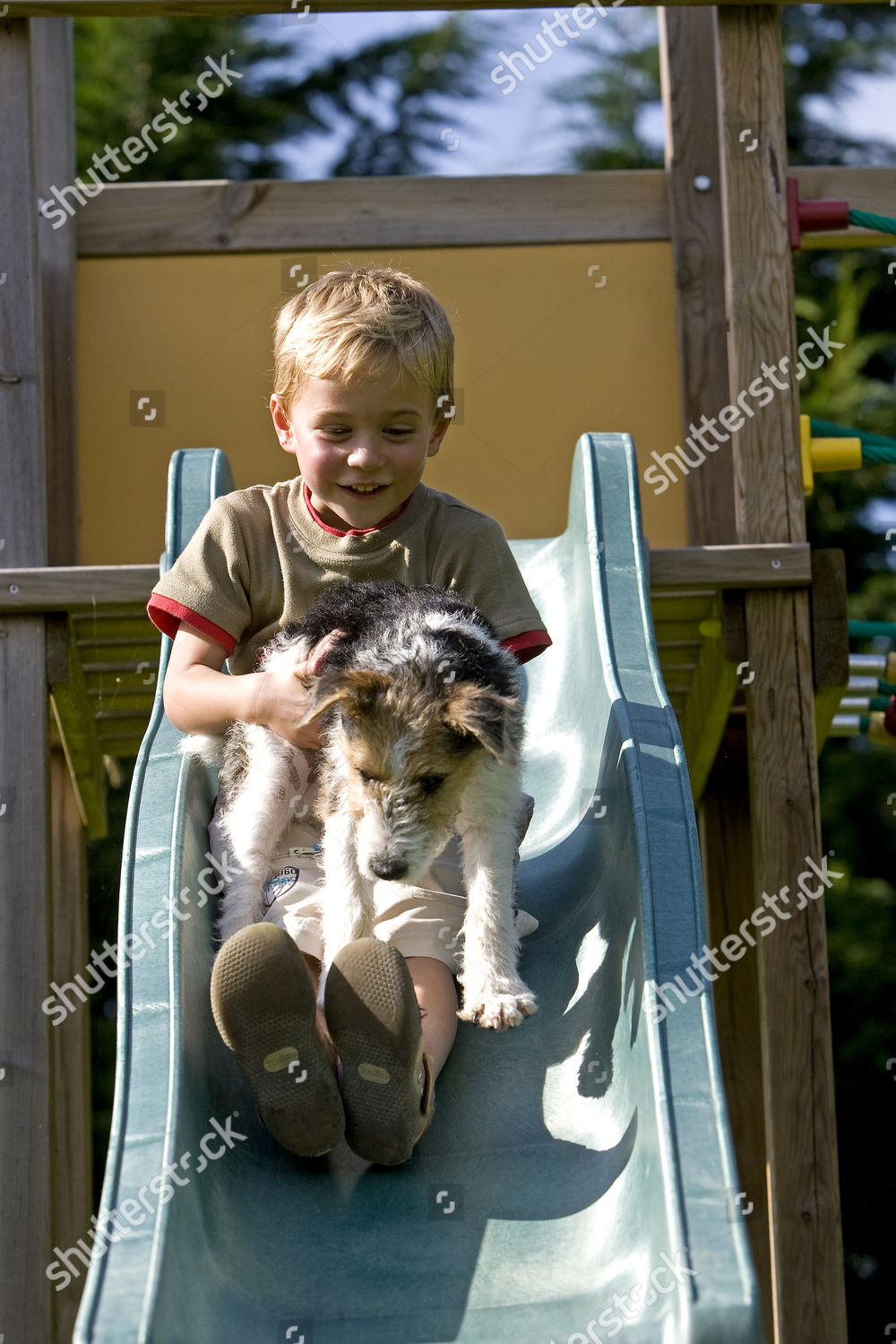 Boy Playing His Dog Wirehaired Fox Editorial Stock Photo - Stock Image ...