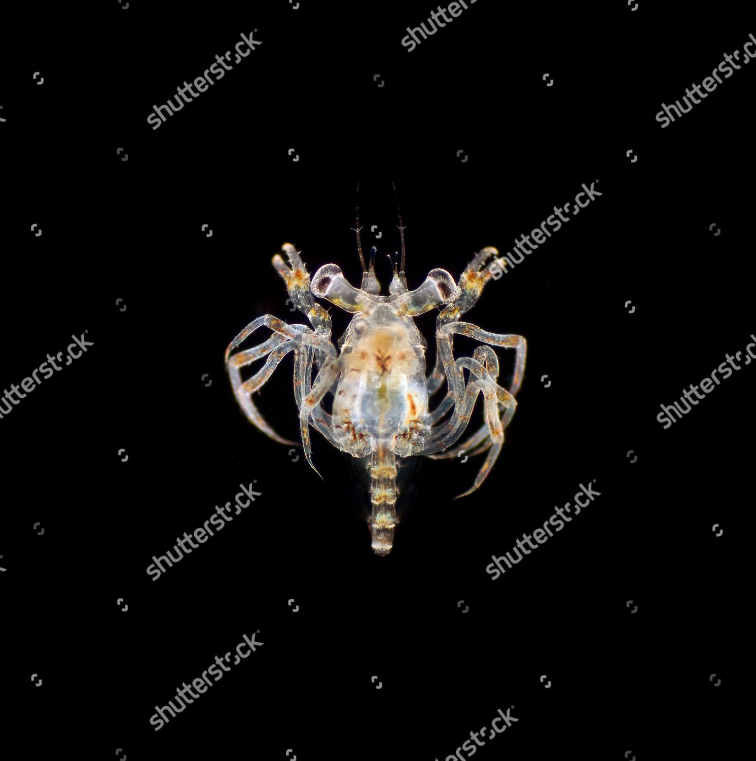 Crab Megalopa Editorial Stock Photo - Stock Image | Shutterstock