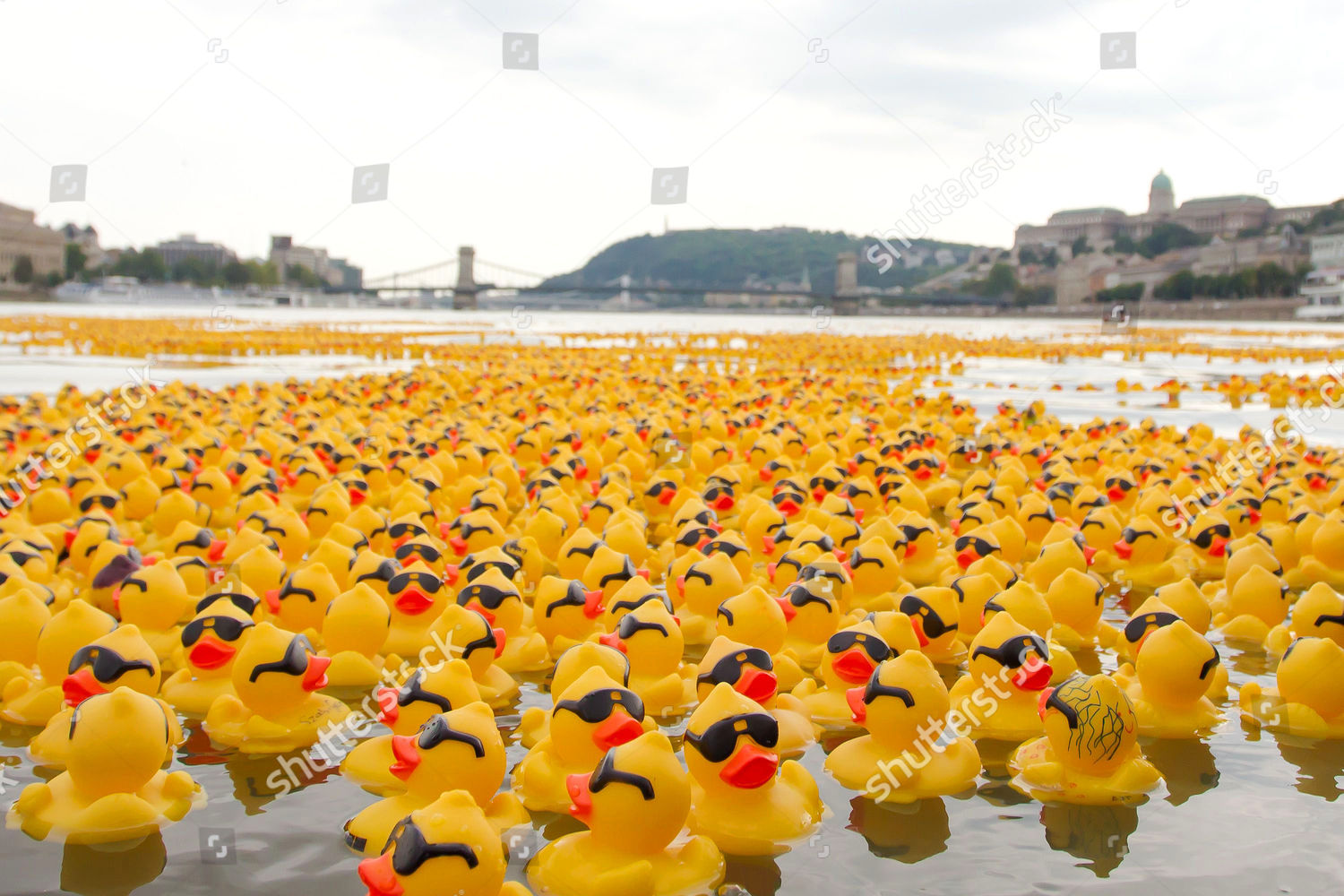 Thousands Rubber Ducks Float Down Danube Editorial Stock Photo - Stock ...
