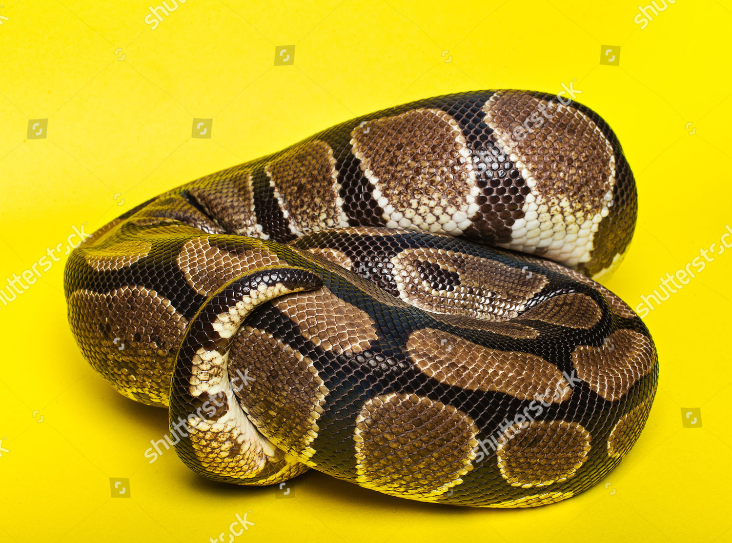 Royal Python Python Regius Editorial Stock Photo - Stock Image ...