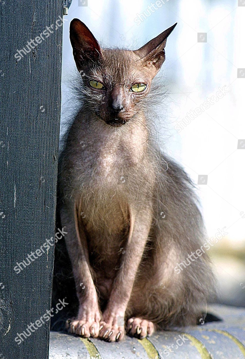 Nancy Interbred Cat Aka Gremlin Editorial Stock Photo - Stock Image ...
