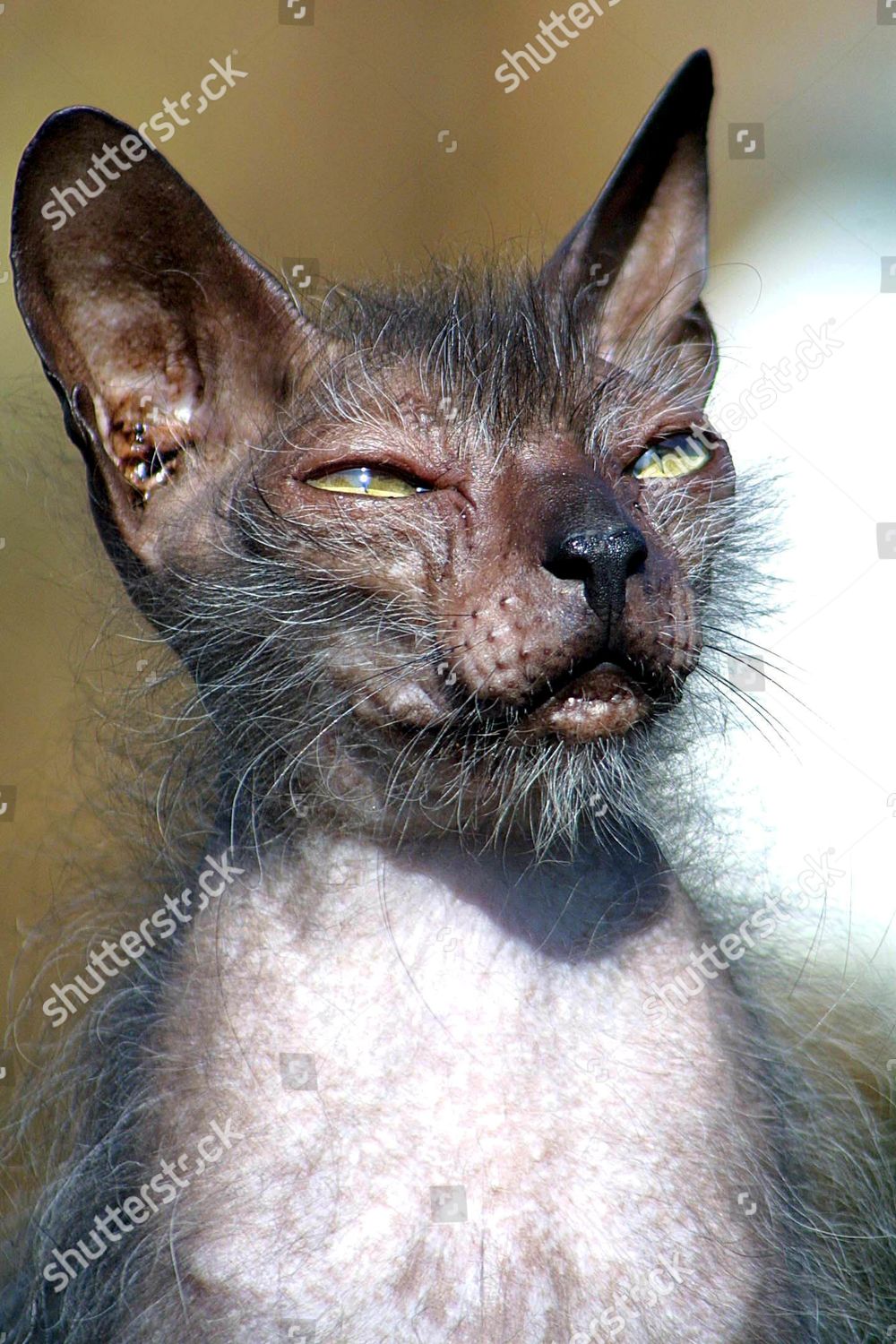 Nancy Interbred Cat Aka Gremlin Editorial Stock Photo - Stock Image ...