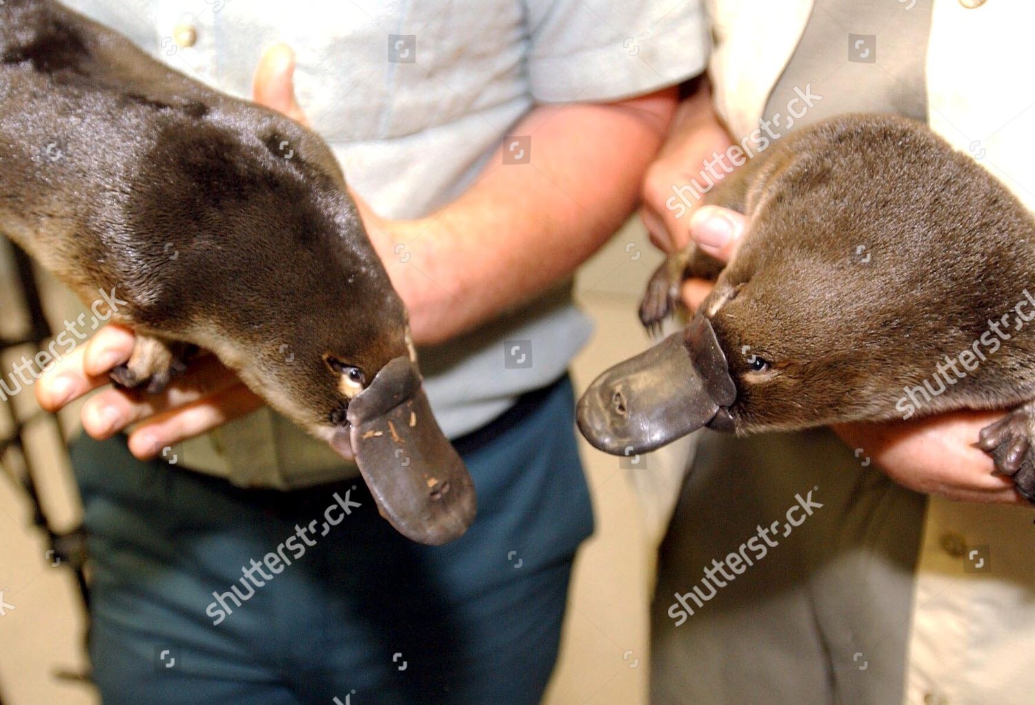 Two Platypuses Getting Health Check Editorial Stock Photo - Stock Image ...