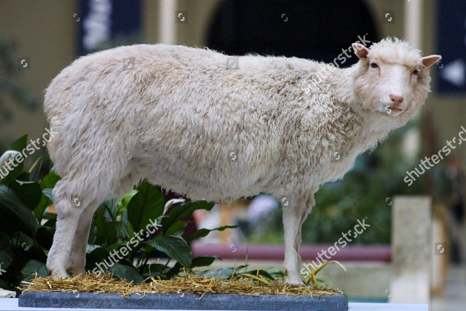 Dolly Worlds First Cloned Sheep Editorial Stock Photo - Stock Image ...