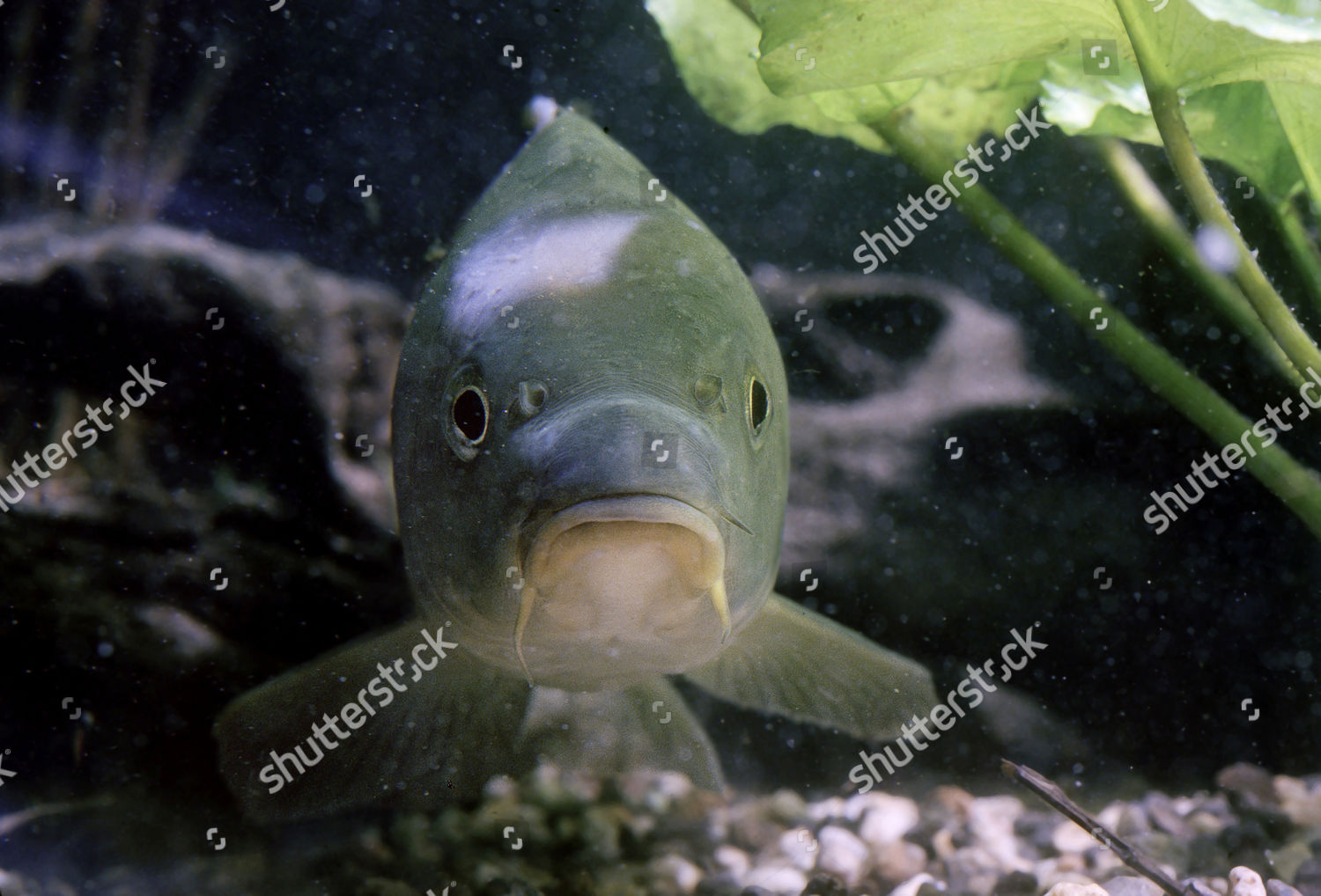 Common Carp Cyprinus Carpio Carpio Captive Editorial Stock Photo ...