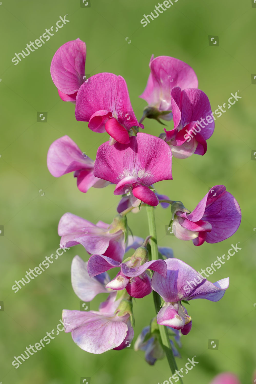 Broadleaved Everlasting Pea Everlasting Peavine Perennial Editorial ...
