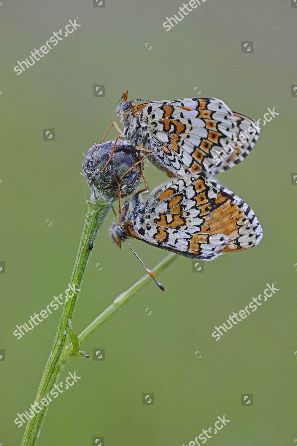 Spotted Fritillary Redband Fritillary Melitaea Didyma Editorial Stock ...