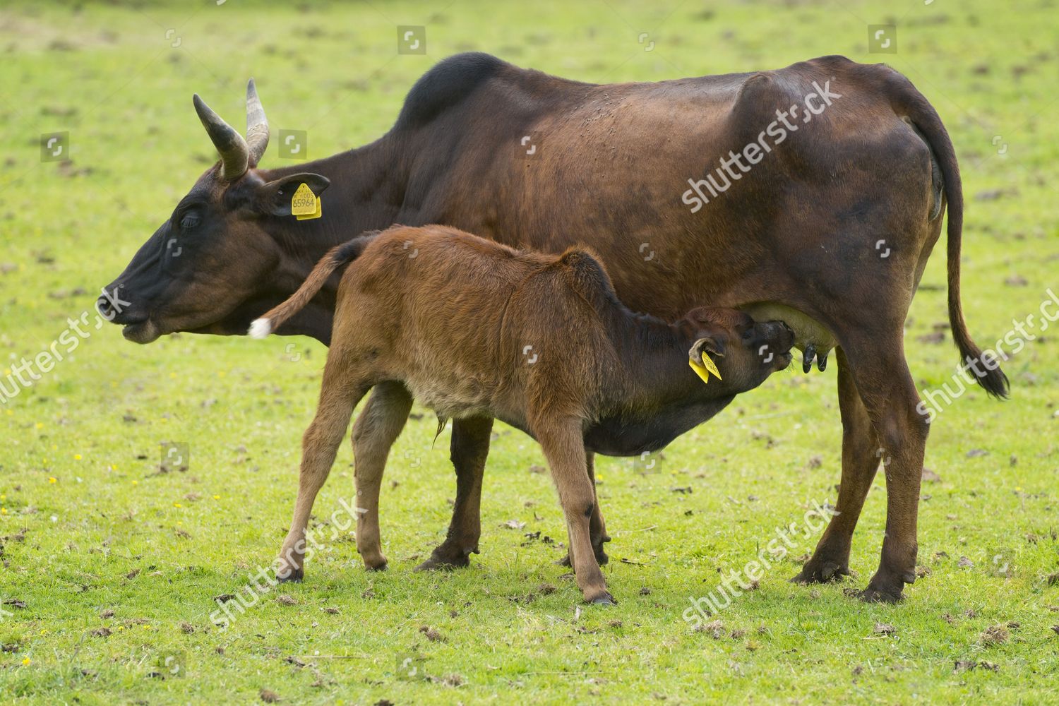 Dwarf Zebus Bos Taurus Indicus Cow Editorial Stock Photo - Stock Image ...