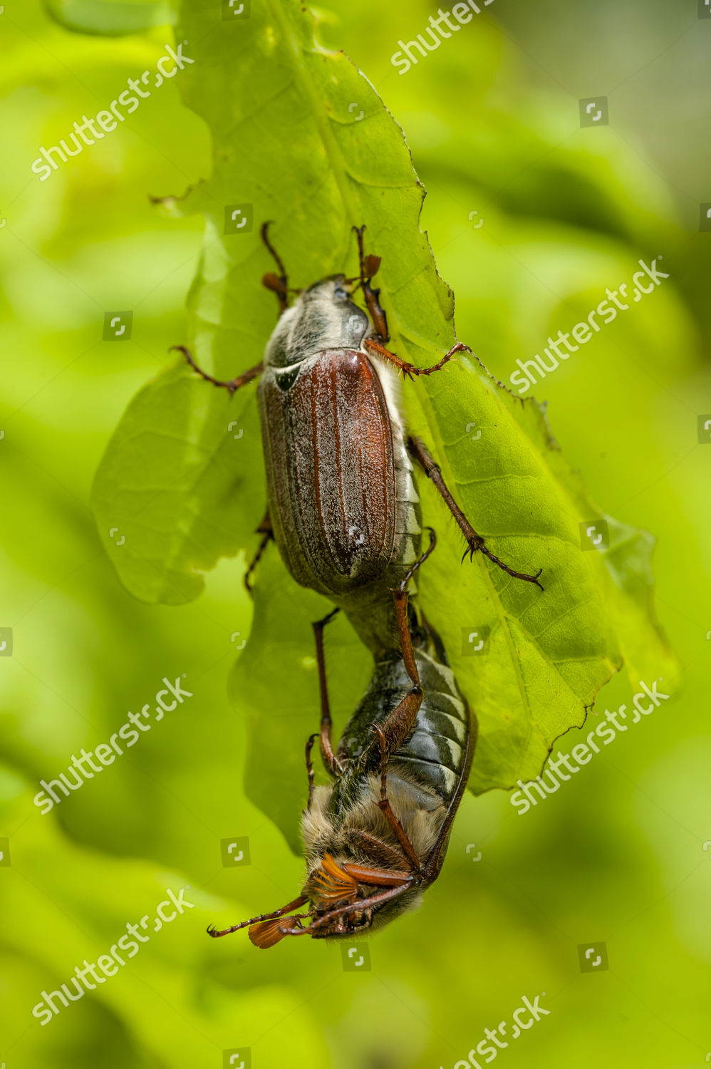Chestnut Cockchafers Melolontha Hippocastani Mating Burgenland ...