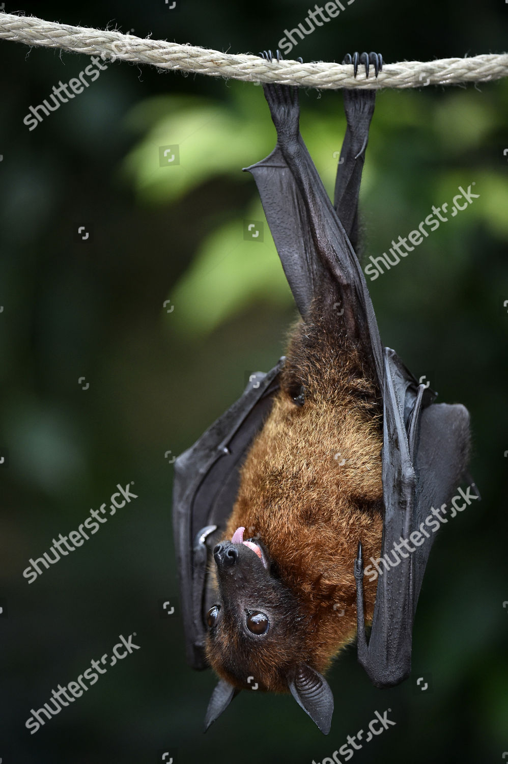 Flying Fox Pteropus Sp Native Southeast Editorial Stock Photo - Stock ...