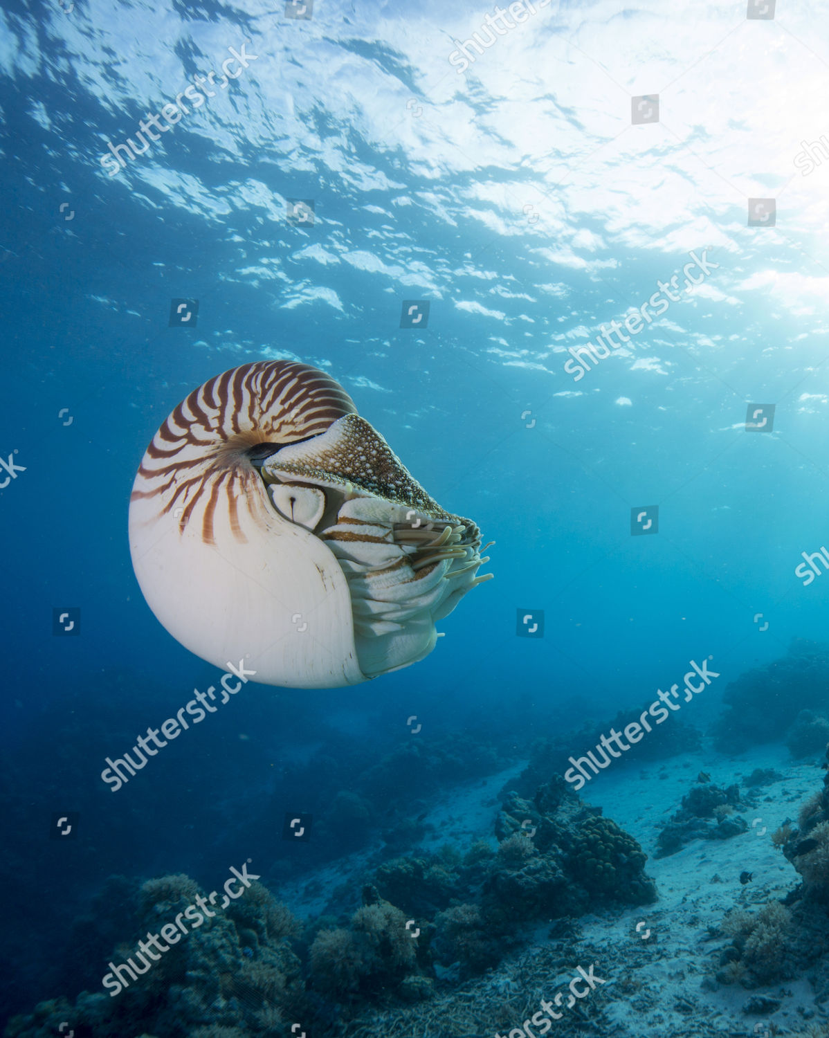 Nautilus Nautilus Belauensis Palau Editorial Stock Photo - Stock Image ...