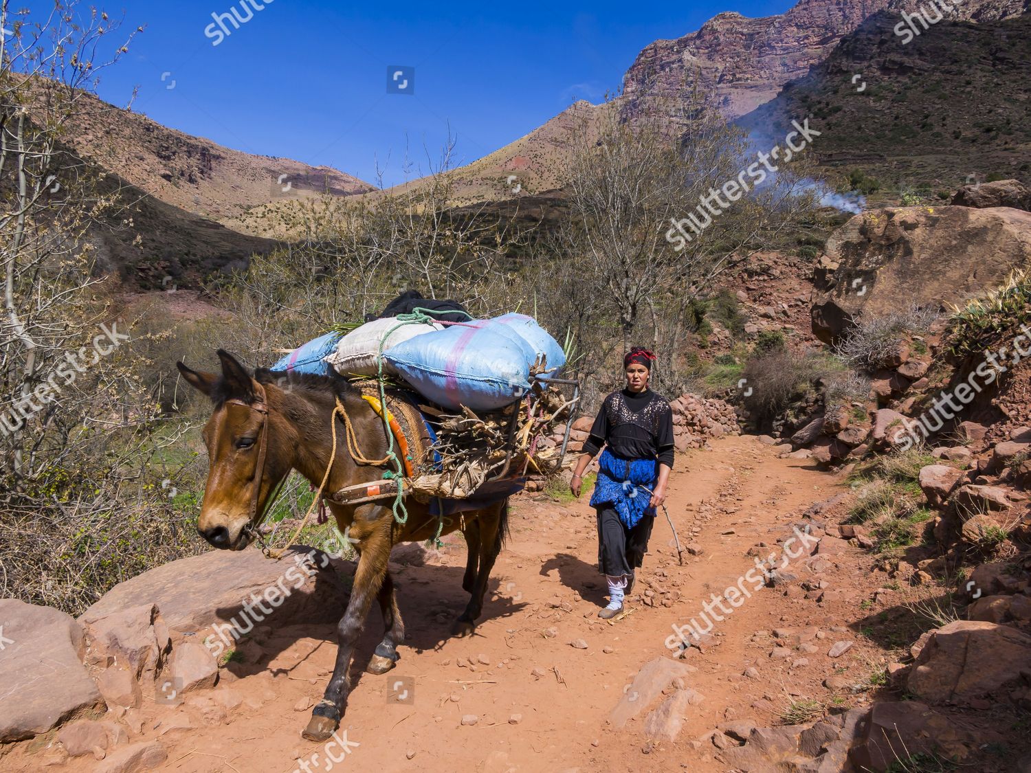 Woman Burro Pack Mule Carrying Heavy Editorial Stock Photo - Stock ...