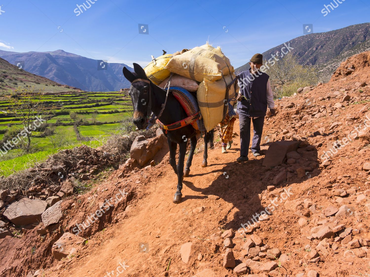 Man Burro Pack Mule Carrying Heavy Editorial Stock Photo - Stock Image ...