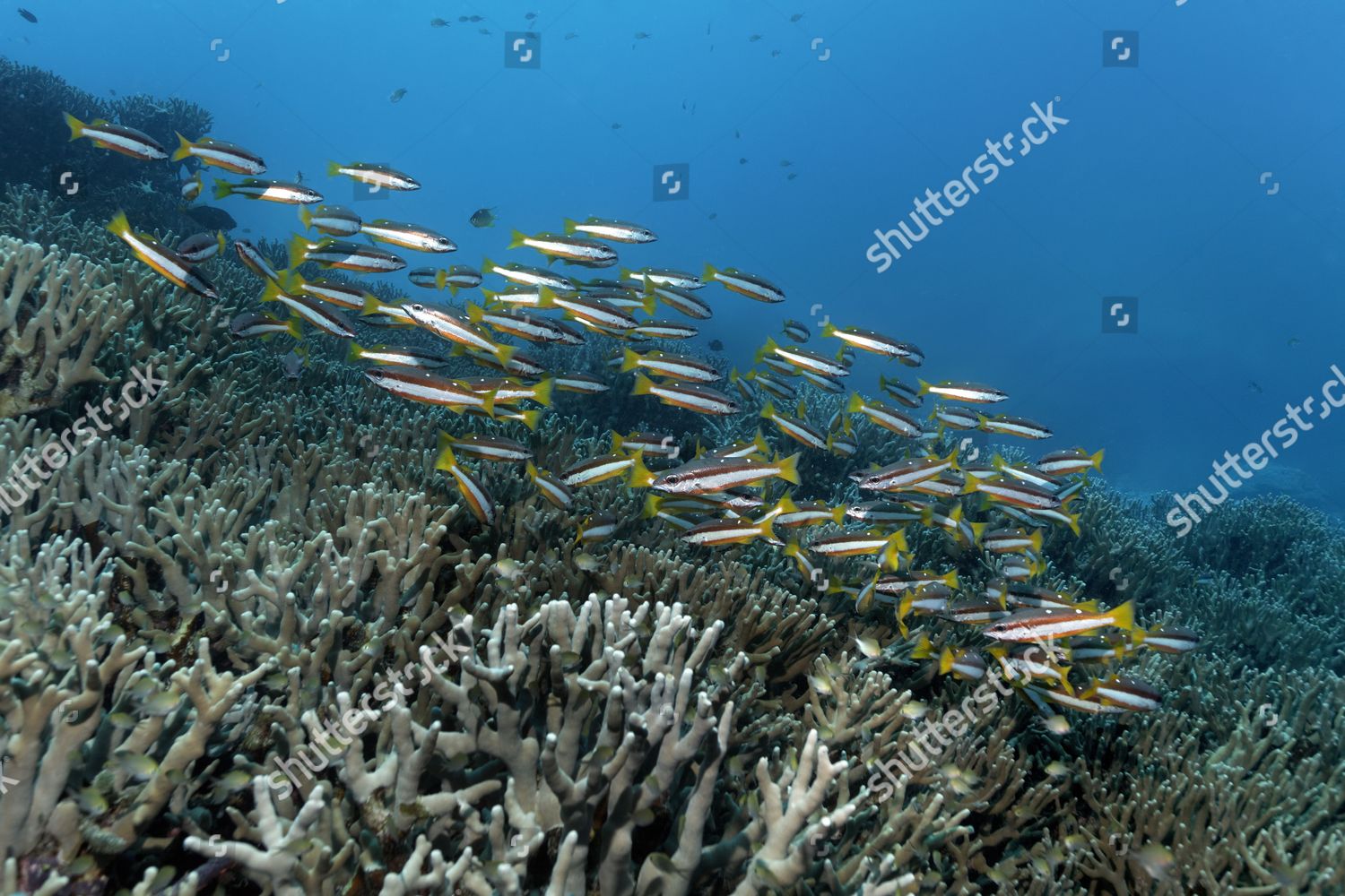Swarm Twospot Banded Snapper Lutjanus Biguttatus Editorial Stock Photo ...