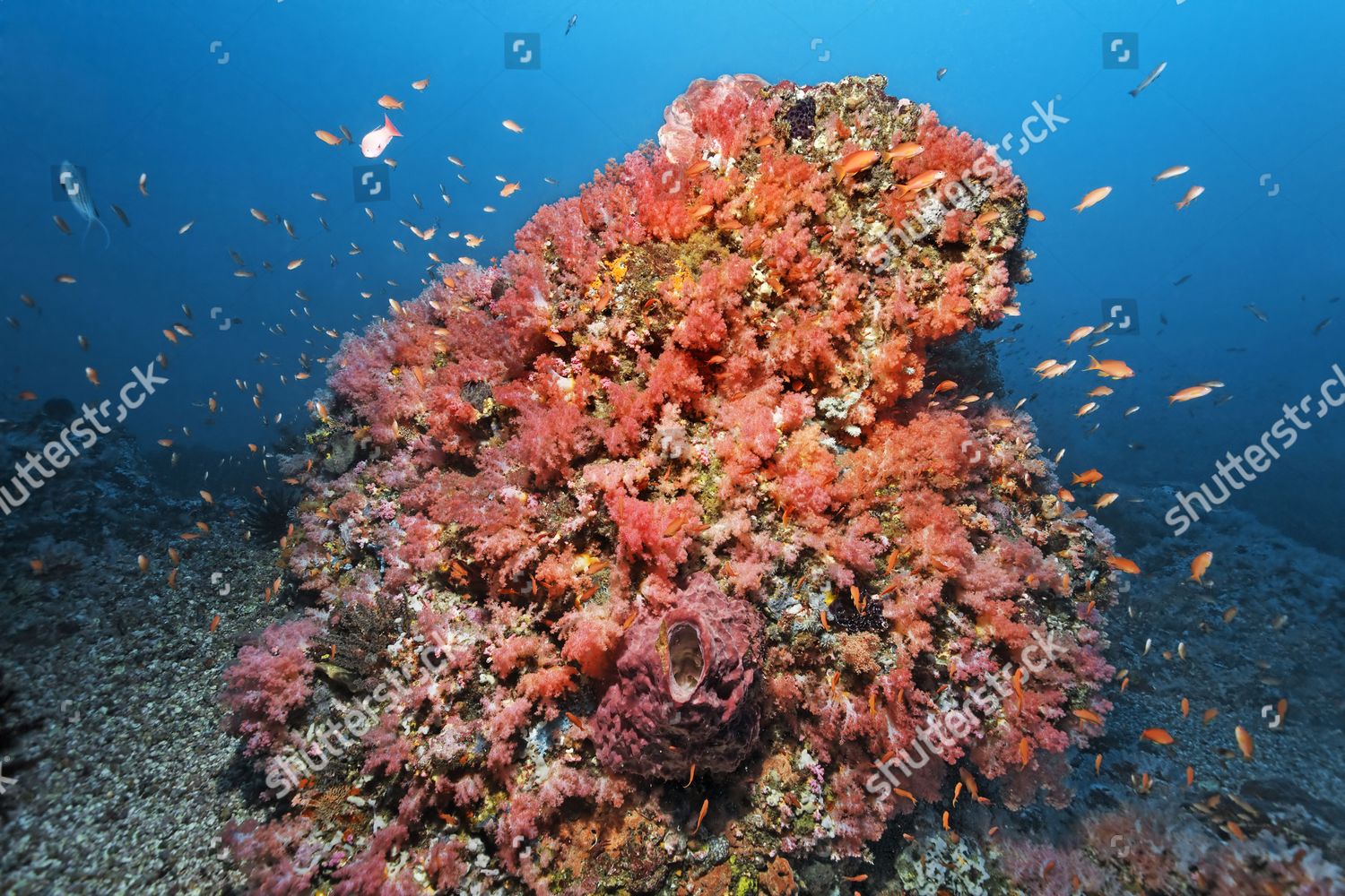 Coral Block Covered Various Red Soft Editorial Stock Photo - Stock ...