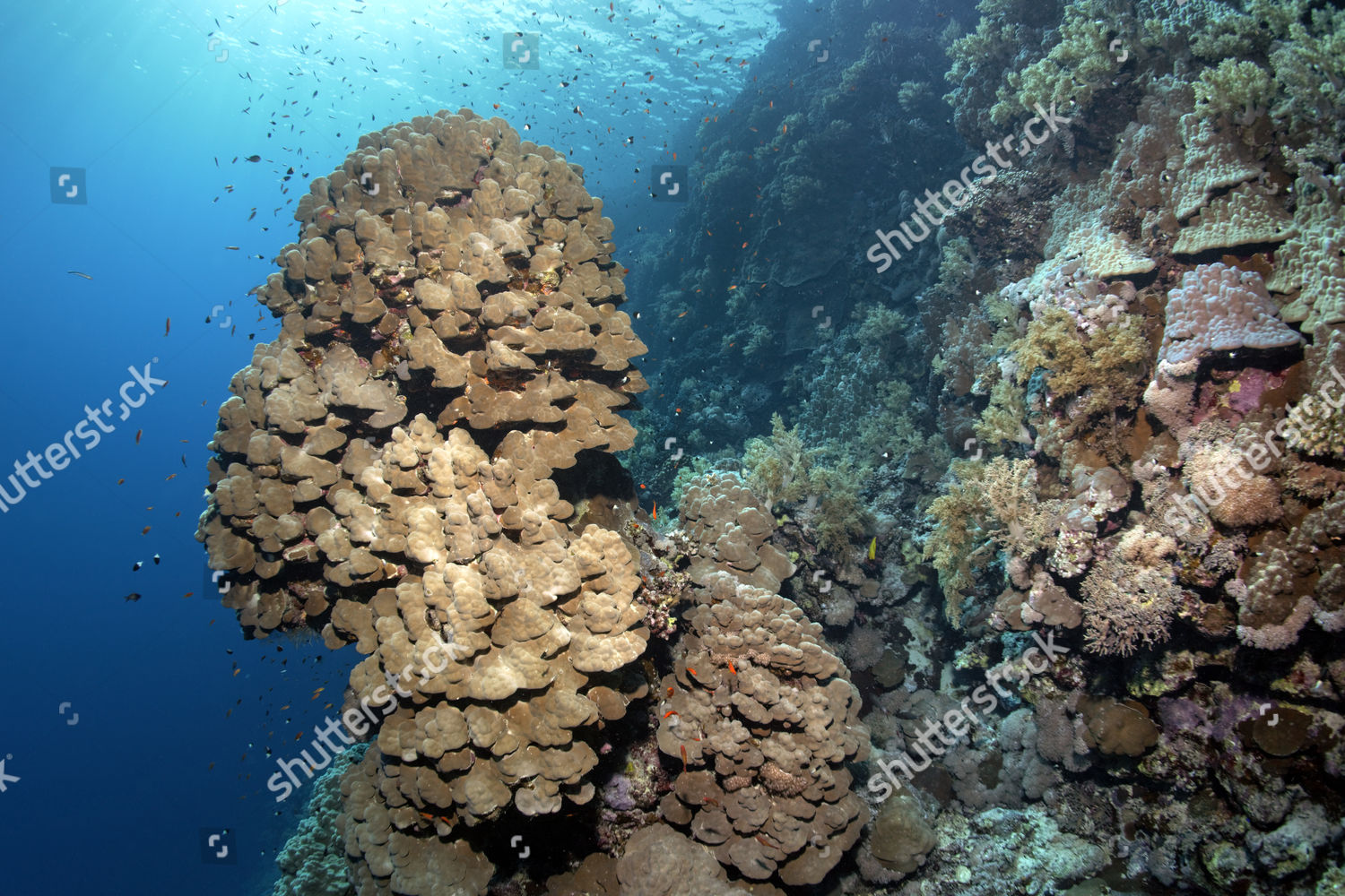Coral Reef Steep Drop Protruding Coral Editorial Stock Photo - Stock ...