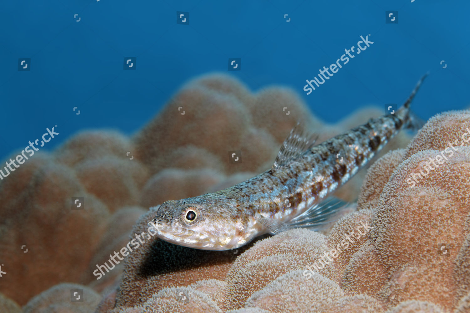 Variegated Lizardfish Synodus Variegatus On Stony Editorial Stock Photo ...