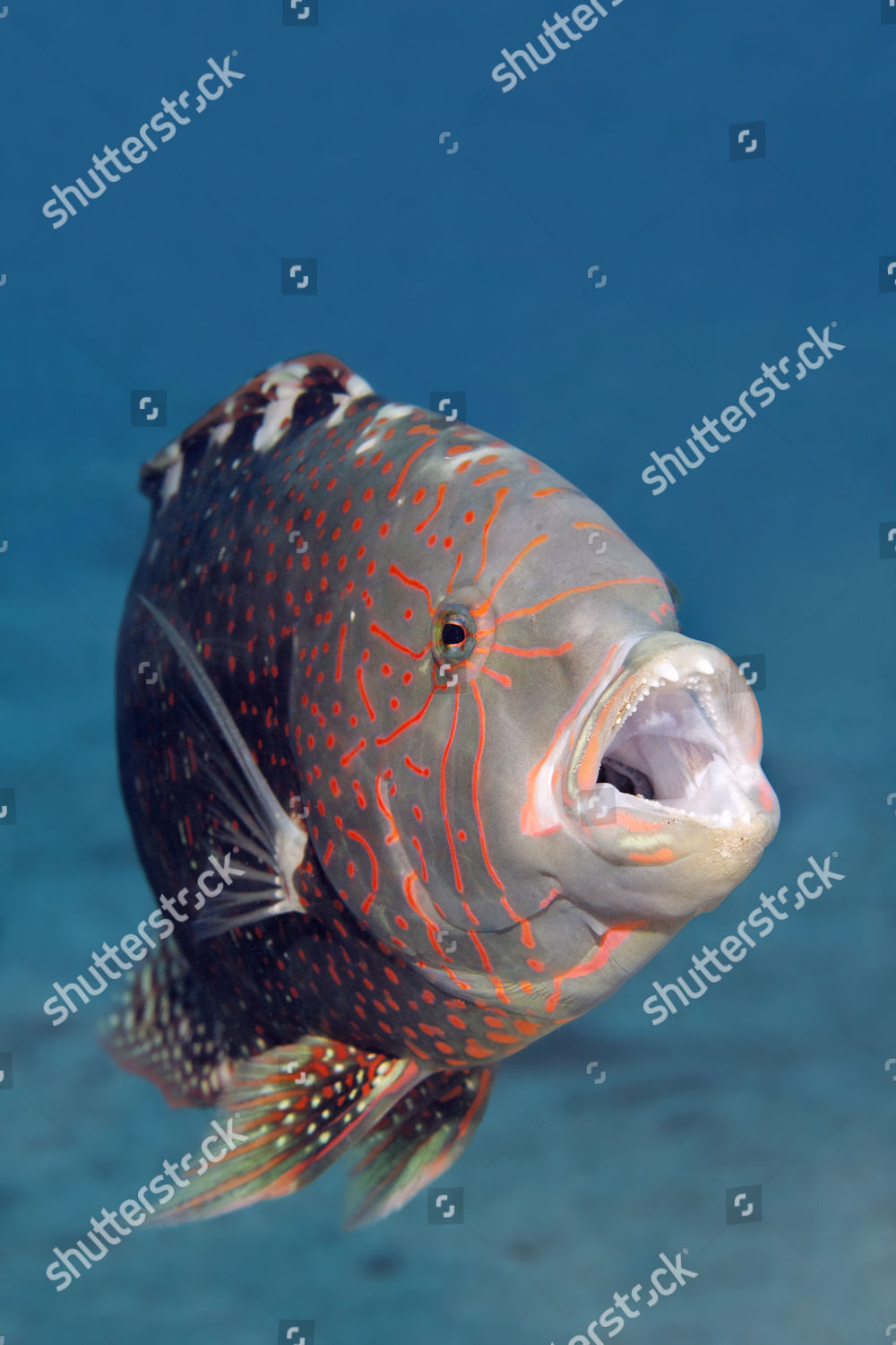 Splendor Wrasse Cheilinus Abudjubbe Opening Mouth Editorial Stock Photo ...
