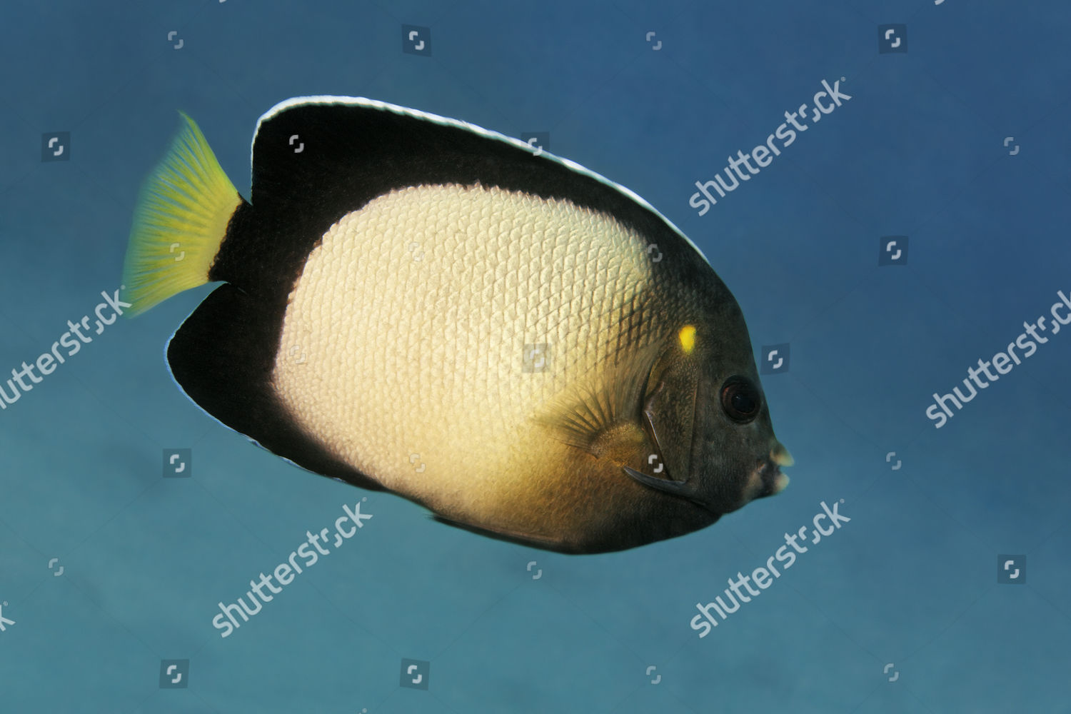 Yellowear Angelfish Apolemichthys Xanthotis Makadi Bay Editorial Stock ...