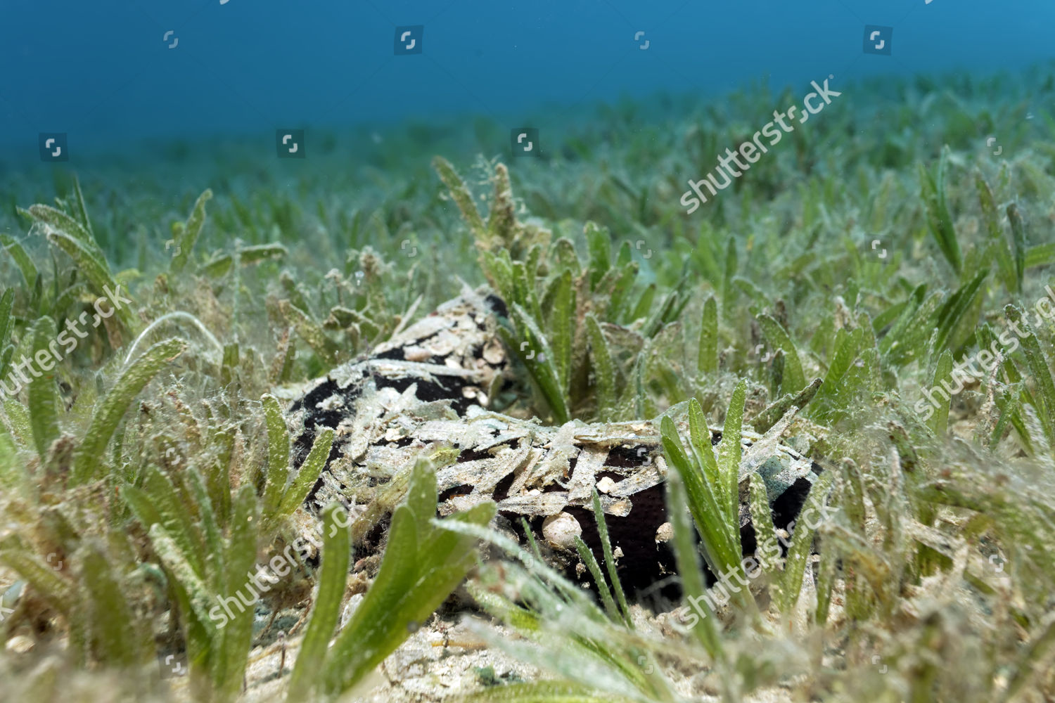 Sea Cucumber Actinopyga Miliaris Camouflaged Leaves Editorial Stock ...