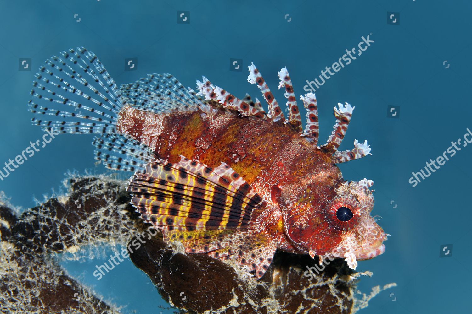 Shortfin Turkeyfish Dendrochirus Brachypterus Makadi Bay Editorial ...