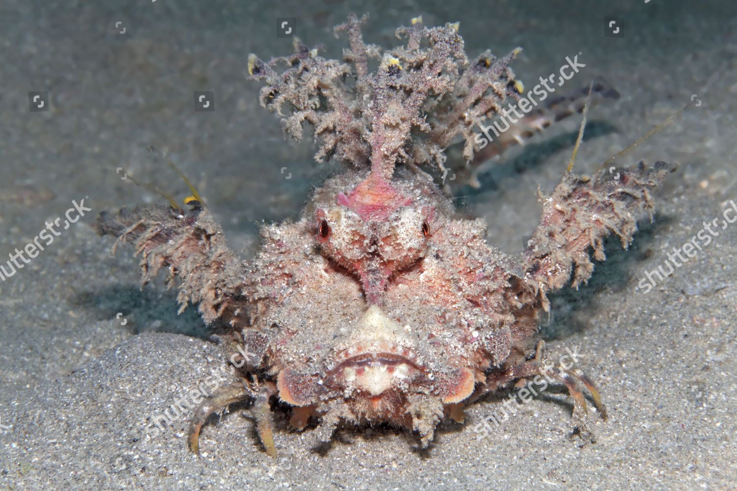 Filamentfinned Stinger Inimicus Filamentosus On Sandy Editorial Stock ...