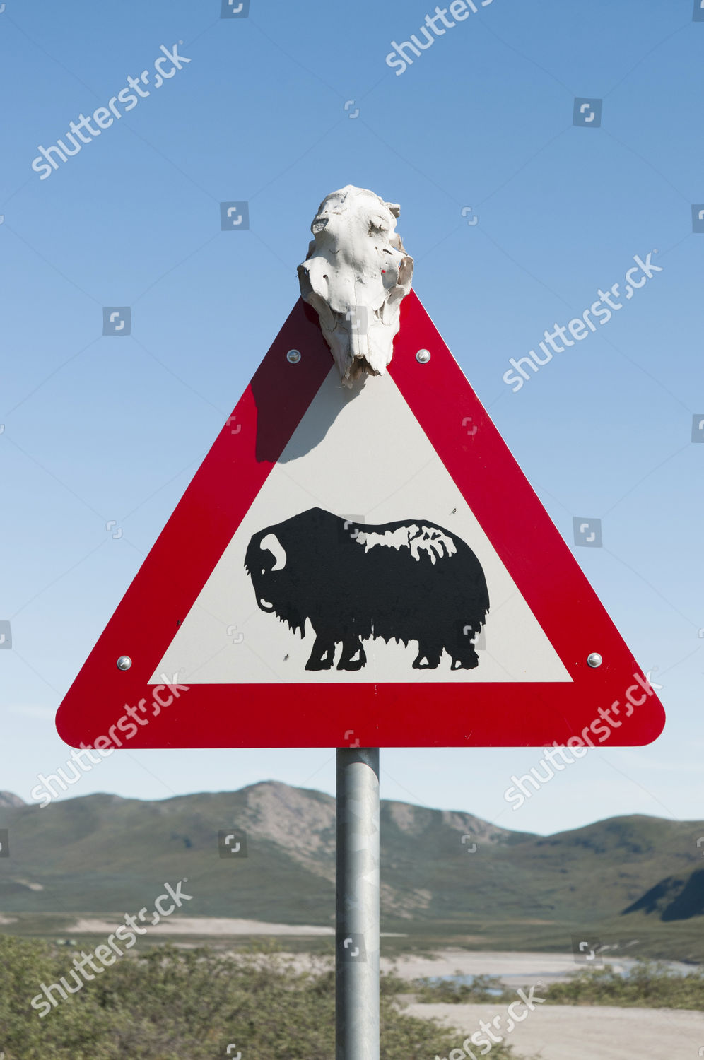 Road Sign Warning Sign Musk Ox Editorial Stock Photo - Stock Image ...