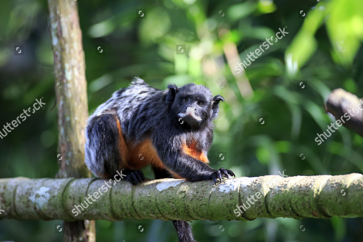 Redchested Moustached Tamarin Saguinus Labiatus Adult Editorial Stock ...